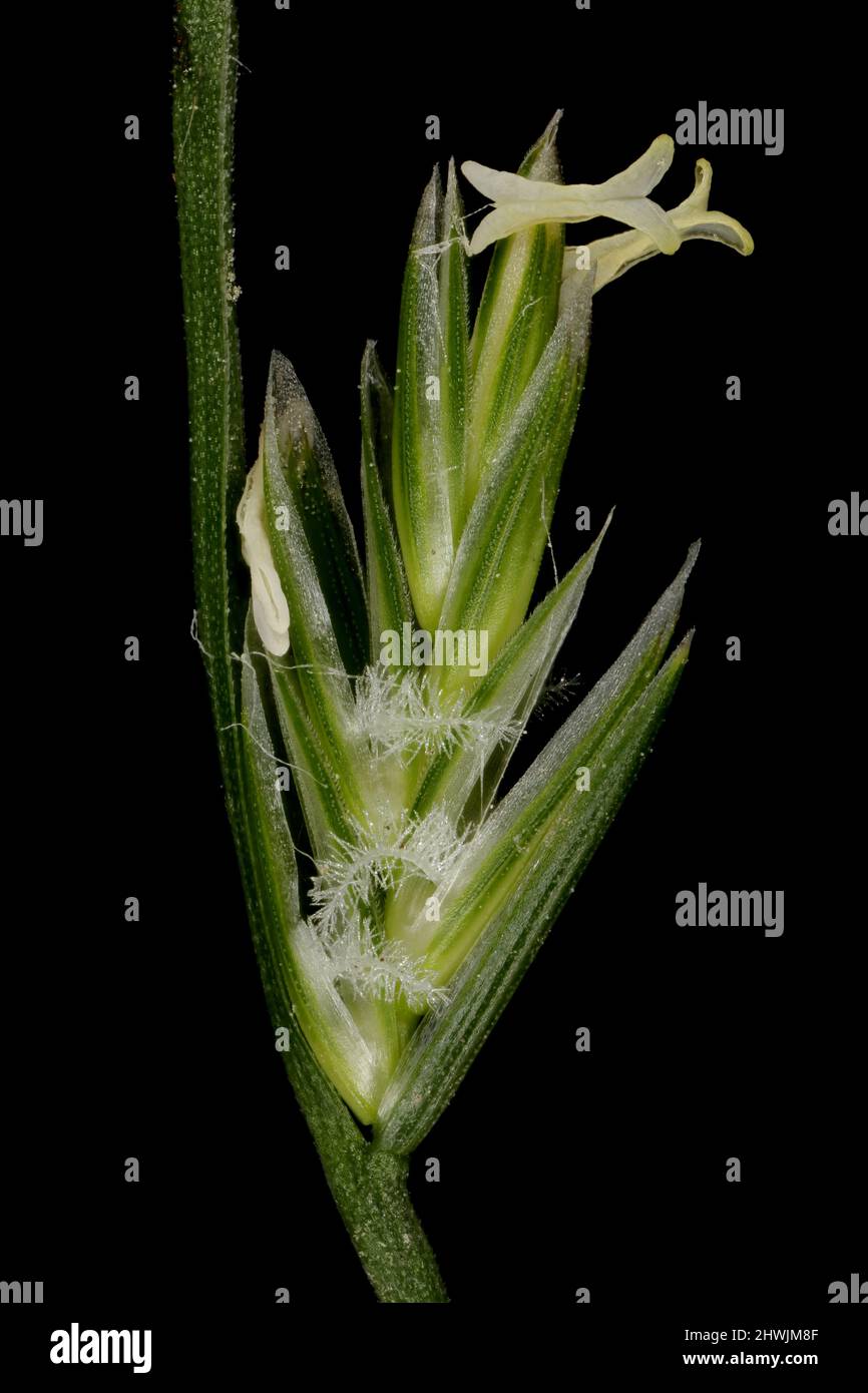 Perennial Rye Grass (Lolium perenne). Spikelet Closeup Stock Photo - Alamy