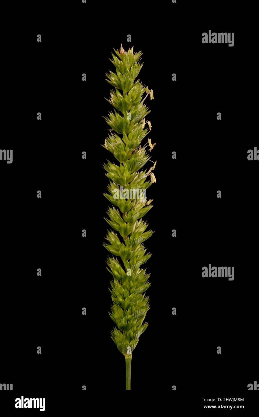 Crested Dog's Tail (Cynosurus cristatus). Inflorescence Closeup Stock ...