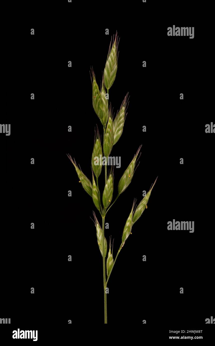 Bromus Hordeaceus