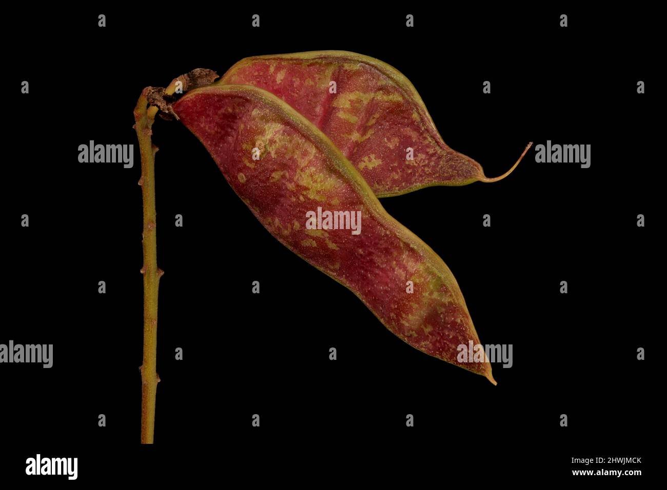 Robinia pseudoacacia pod hi-res stock photography and images - Alamy