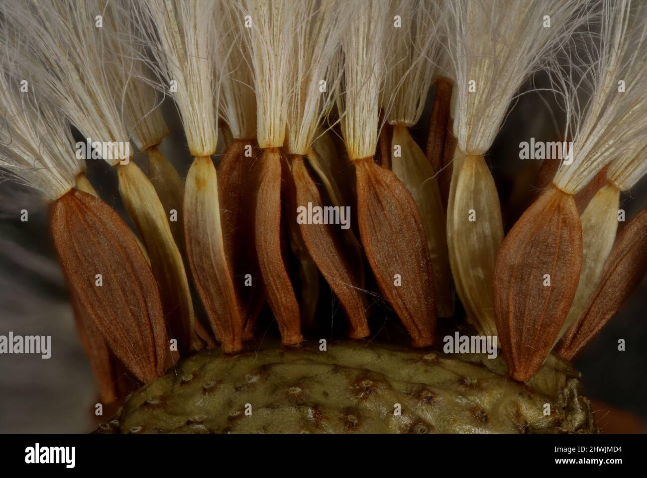 Black asper hi-res stock photography and images - Alamy