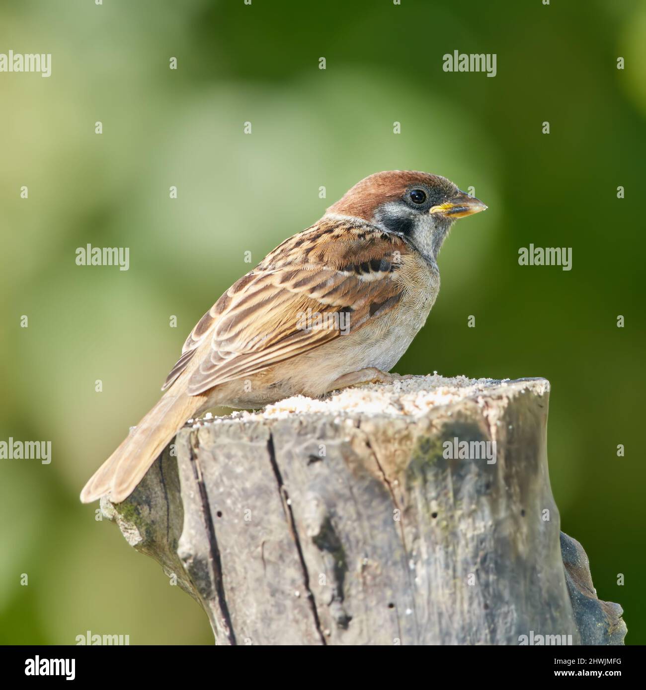 Garden sparrow eating. A photo of a garden sparrow (Denmark Stock Photo ...