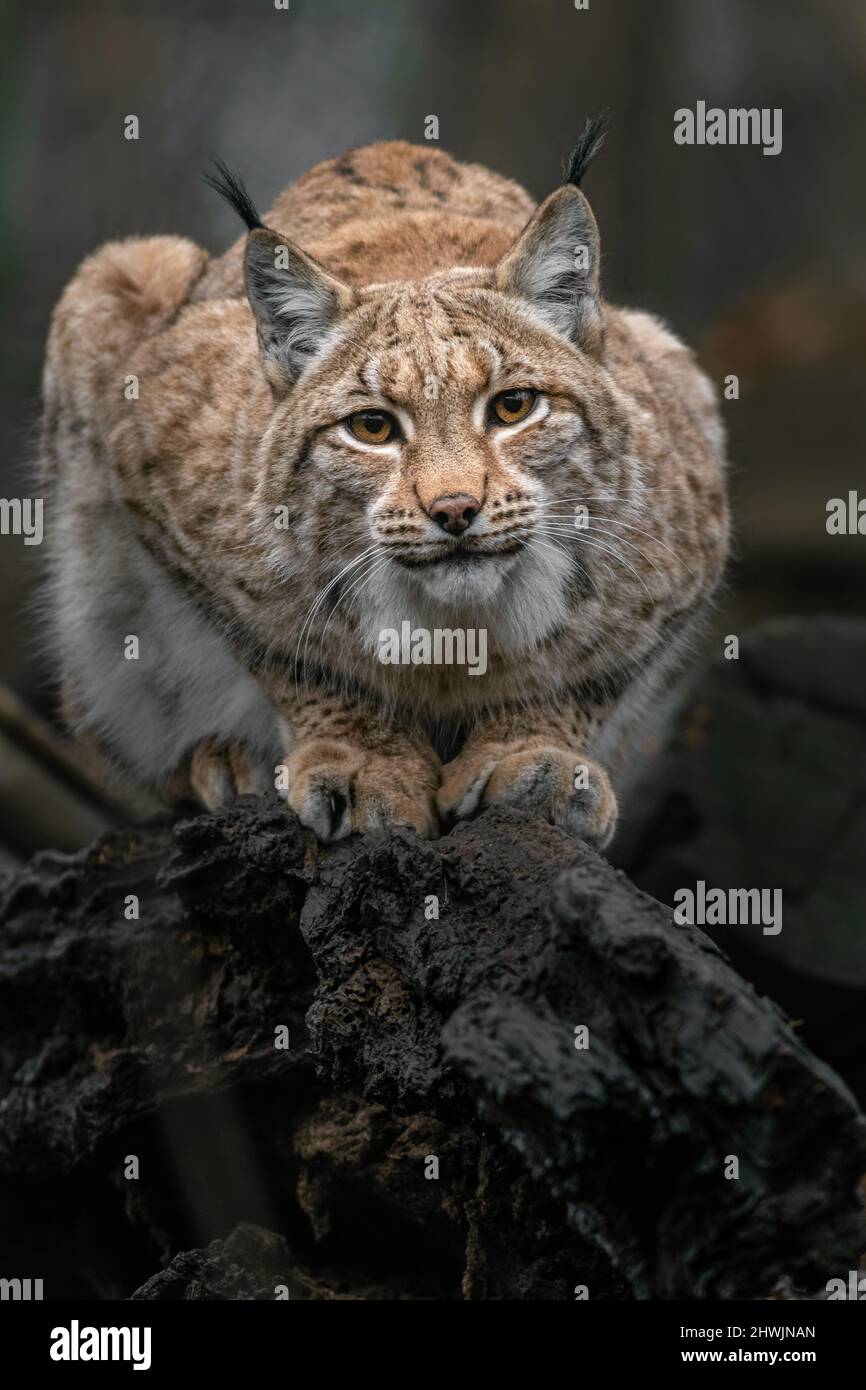 Lynx europe wild hi-res stock photography and images - Alamy