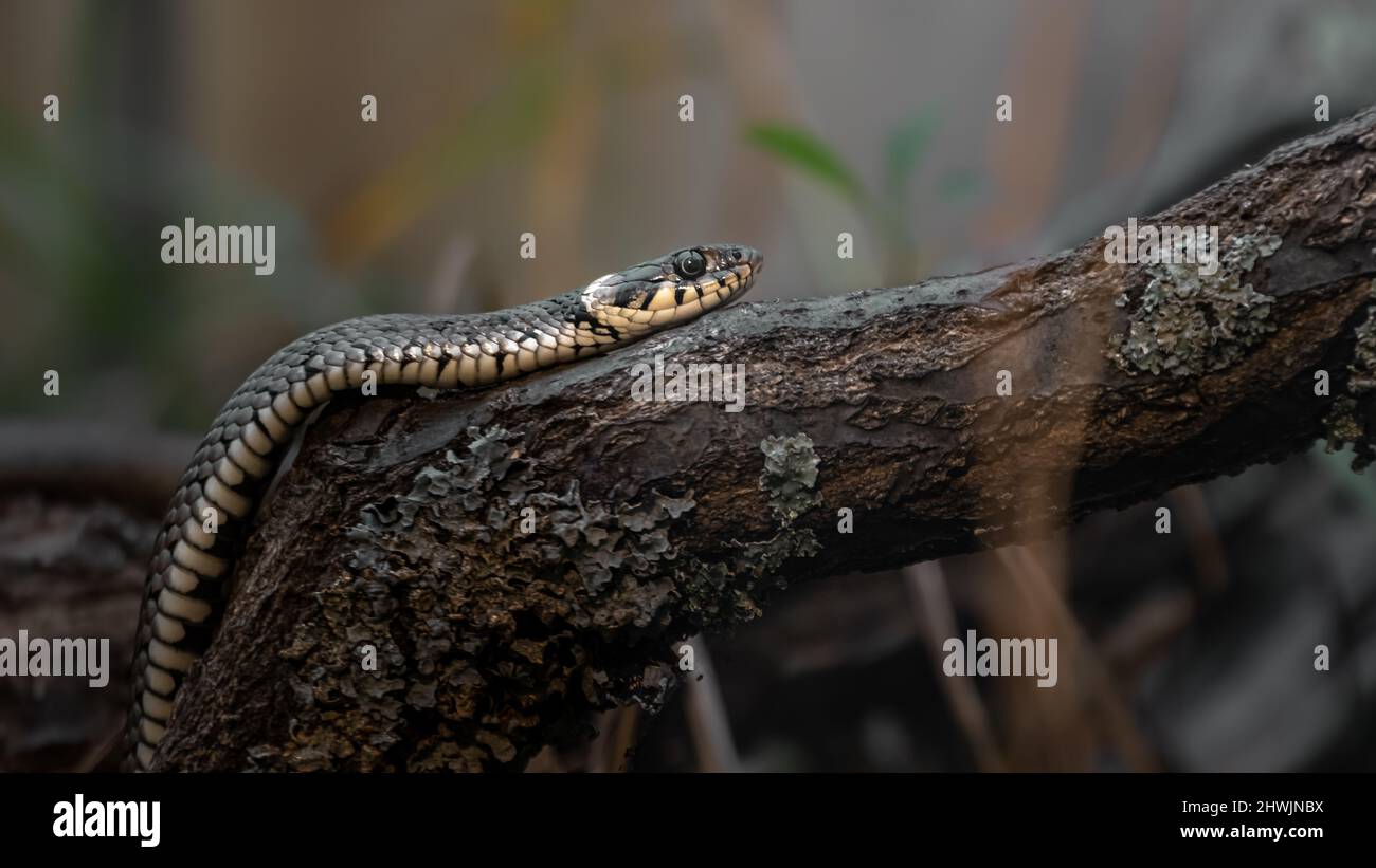 Illustration viper snake serpent head hi-res stock photography and ...