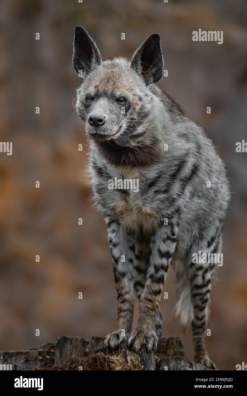 Asian hyena hi-res stock photography and images - Alamy