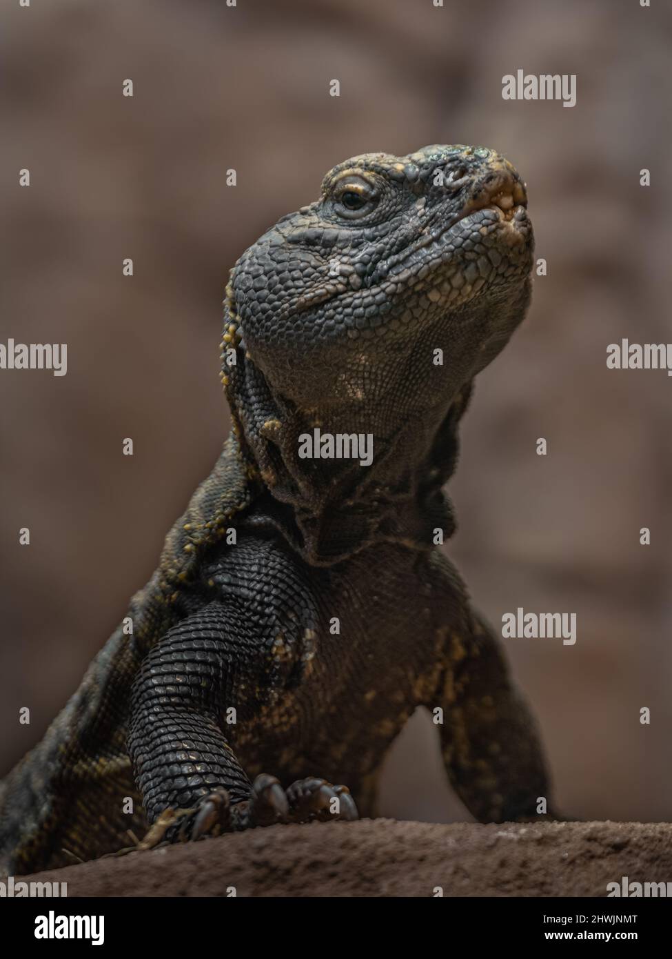 Uromastyx acanthinura hi-res stock photography and images - Alamy