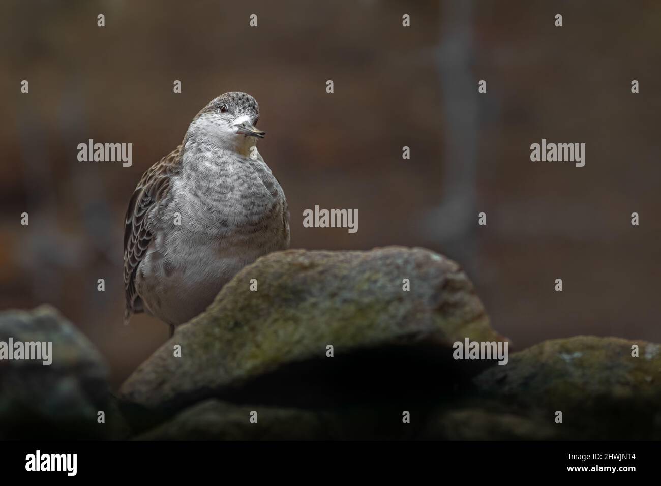 The ruff garden hi-res stock photography and images - Alamy