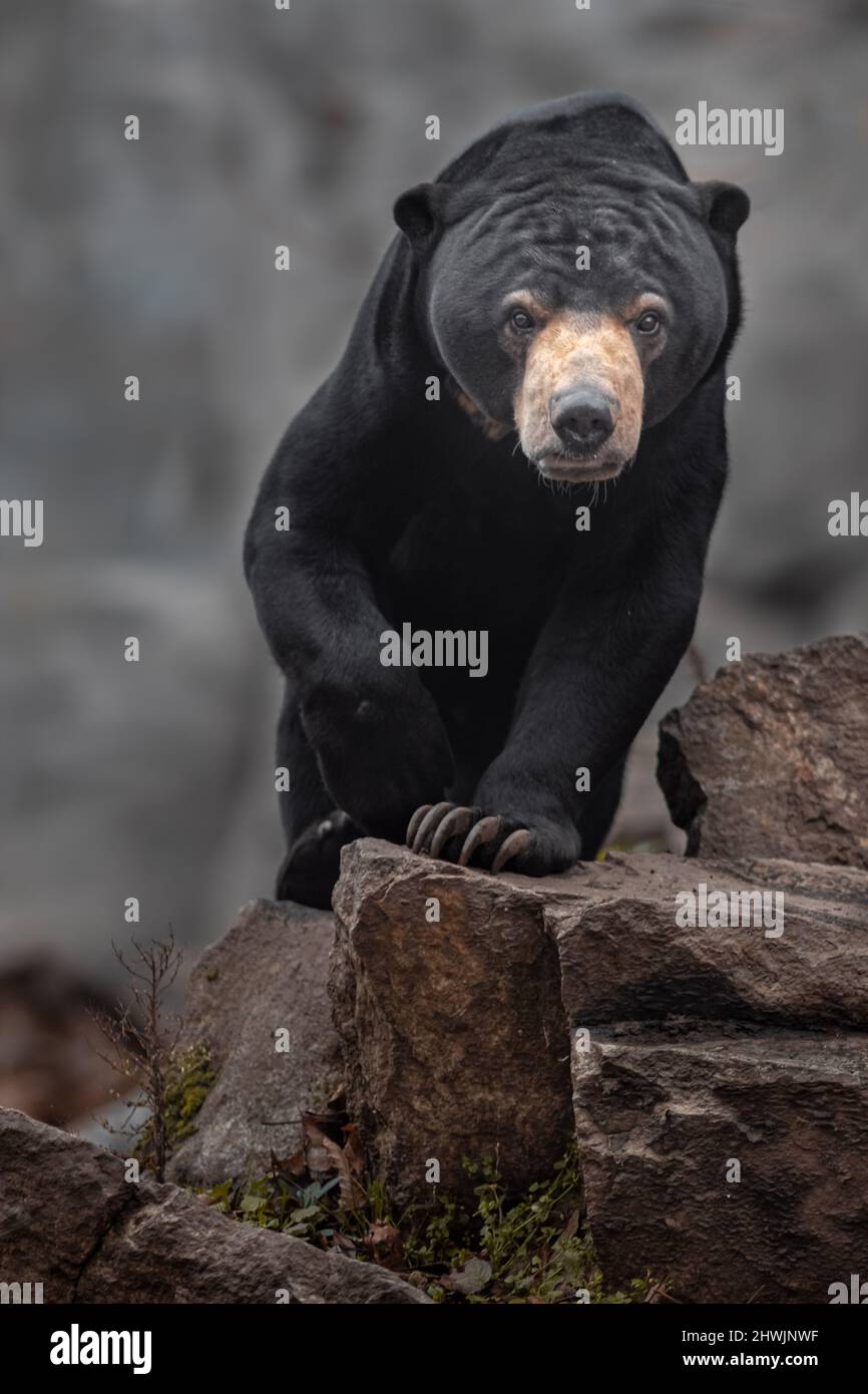 Rainforest sun bear hi-res stock photography and images - Alamy