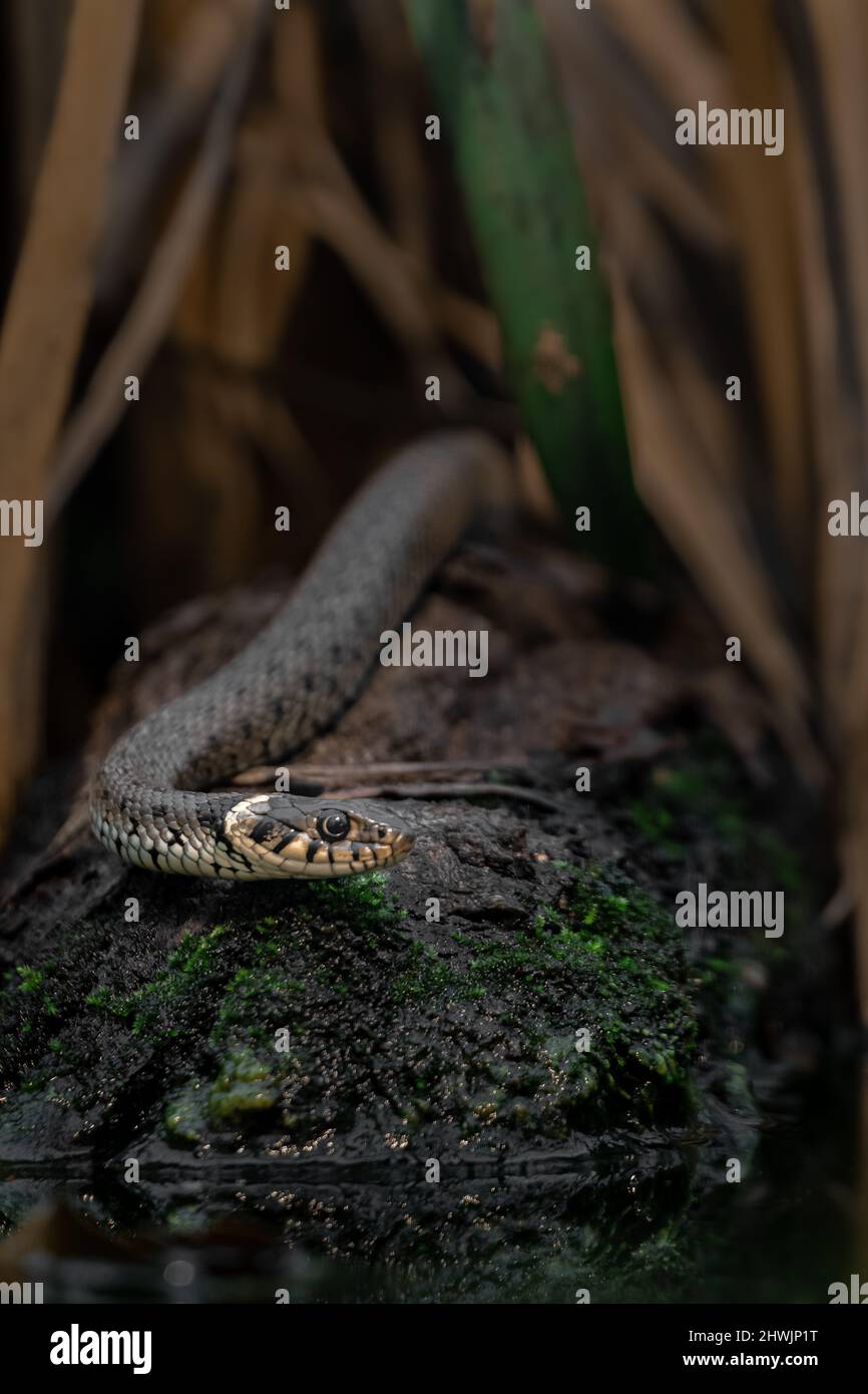 Illustration viper snake serpent head hi-res stock photography and ...