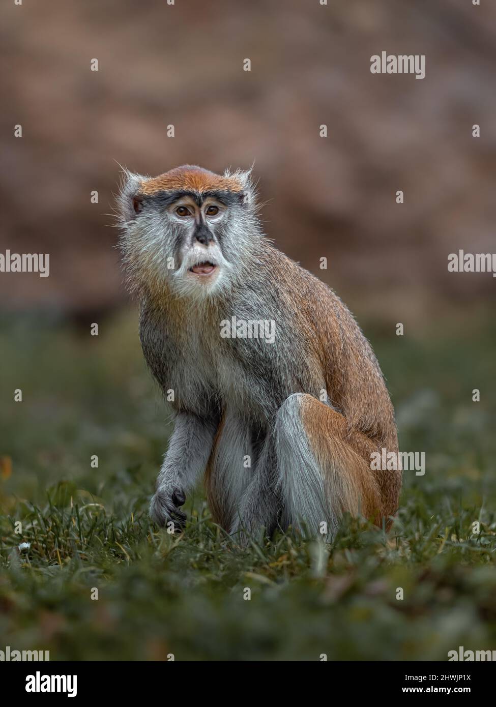 Black face monkeys hi-res stock photography and images - Alamy