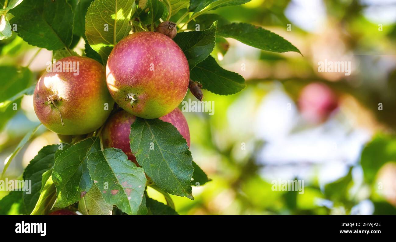 Food photo green apples hi-res stock photography and images - Alamy