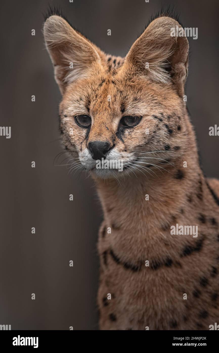 Tierboskat hi-res stock photography and images - Alamy