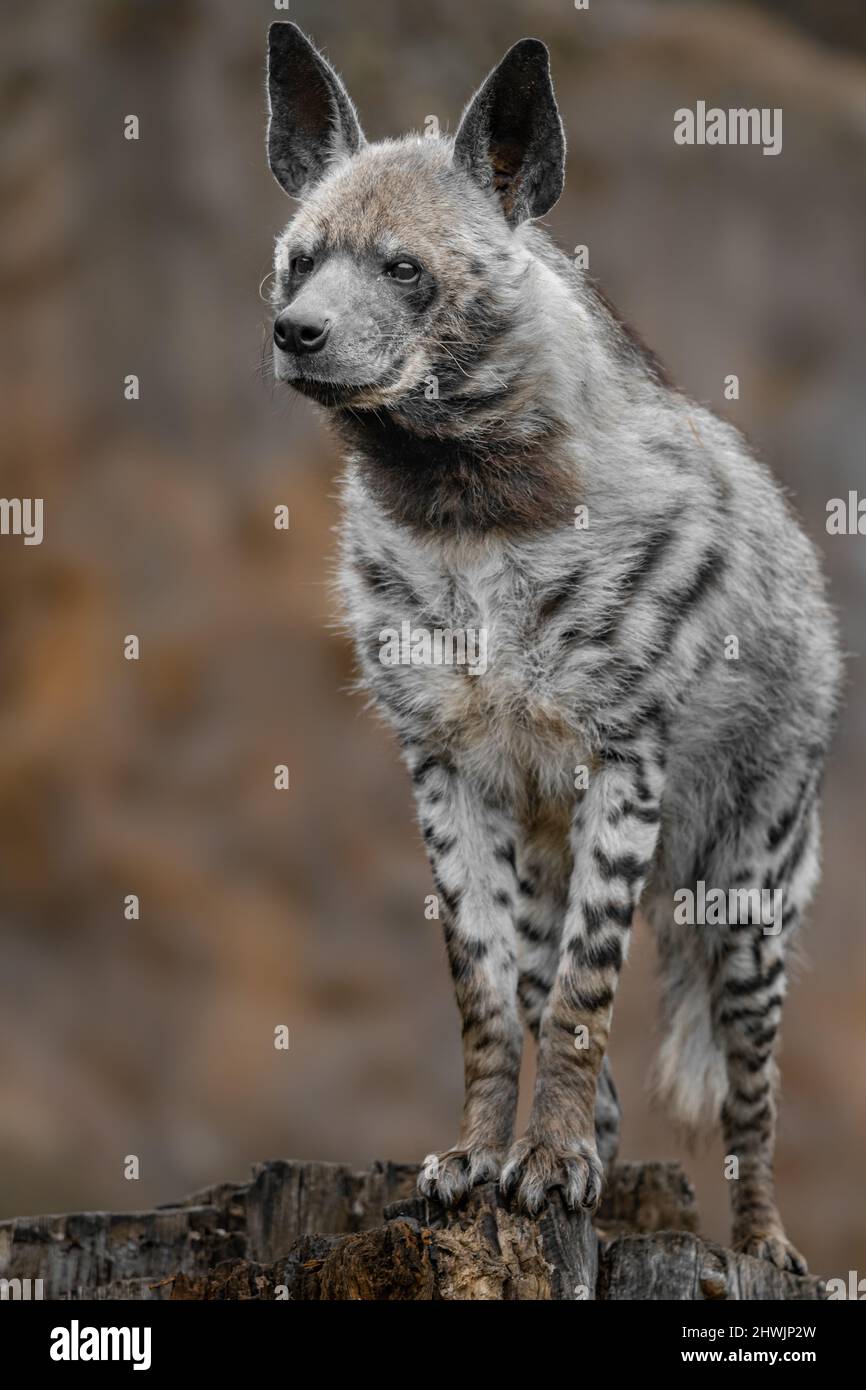 Asian striped hyena hi-res stock photography and images - Alamy