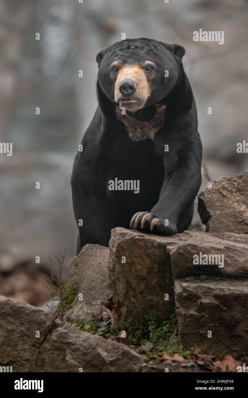 Rainforest sun bear hi-res stock photography and images - Alamy
