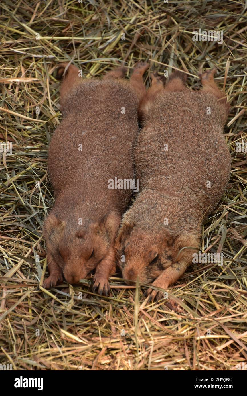 Adorable sleeping pair of ground squirrels in a bed of straw Stock ...