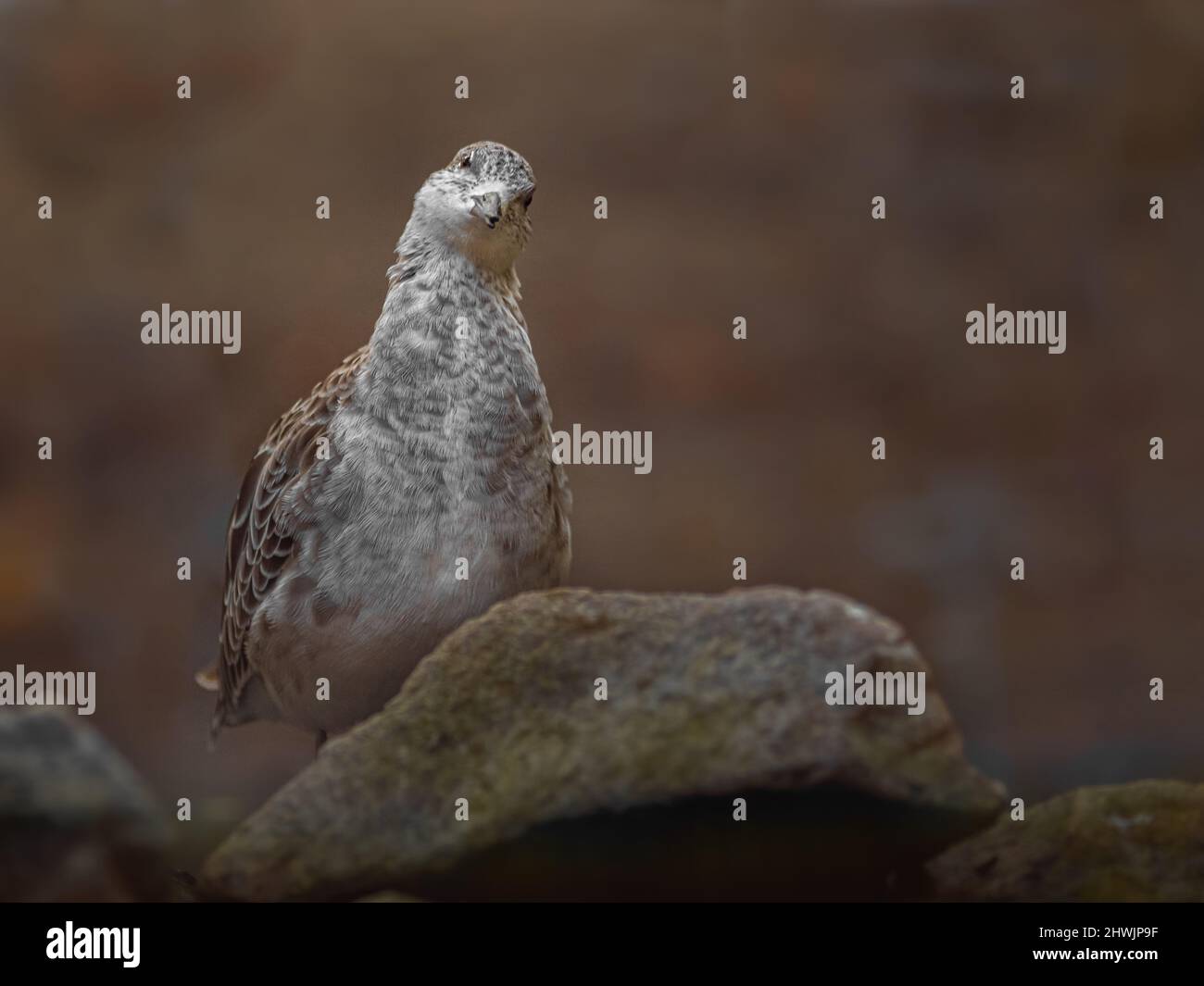 The ruff garden hi-res stock photography and images - Alamy