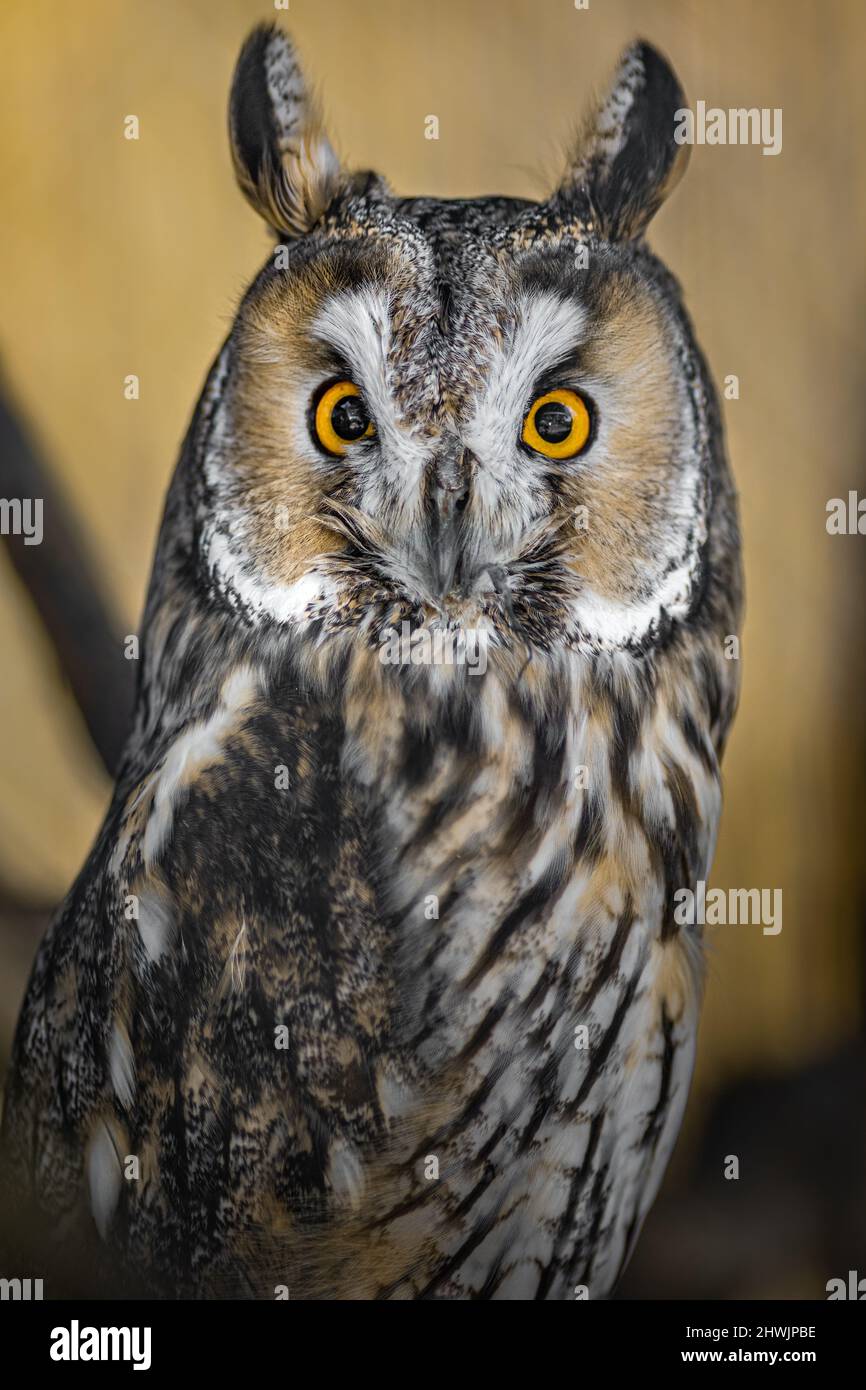 Big eared owl hi-res stock photography and images - Alamy