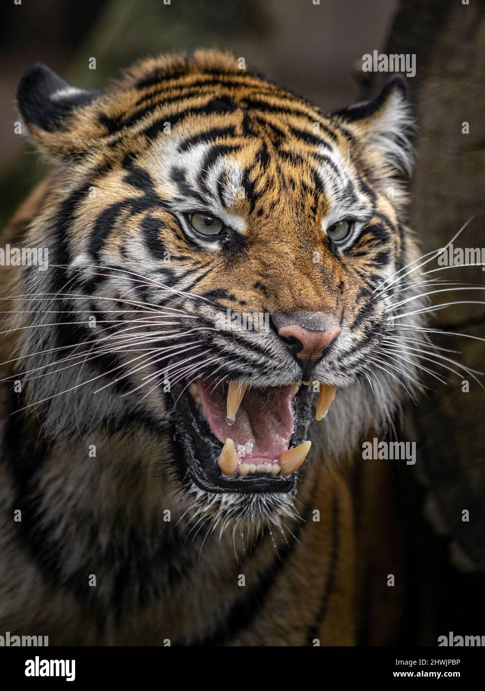 Male sumatran tiger predator hi-res stock photography and images - Alamy