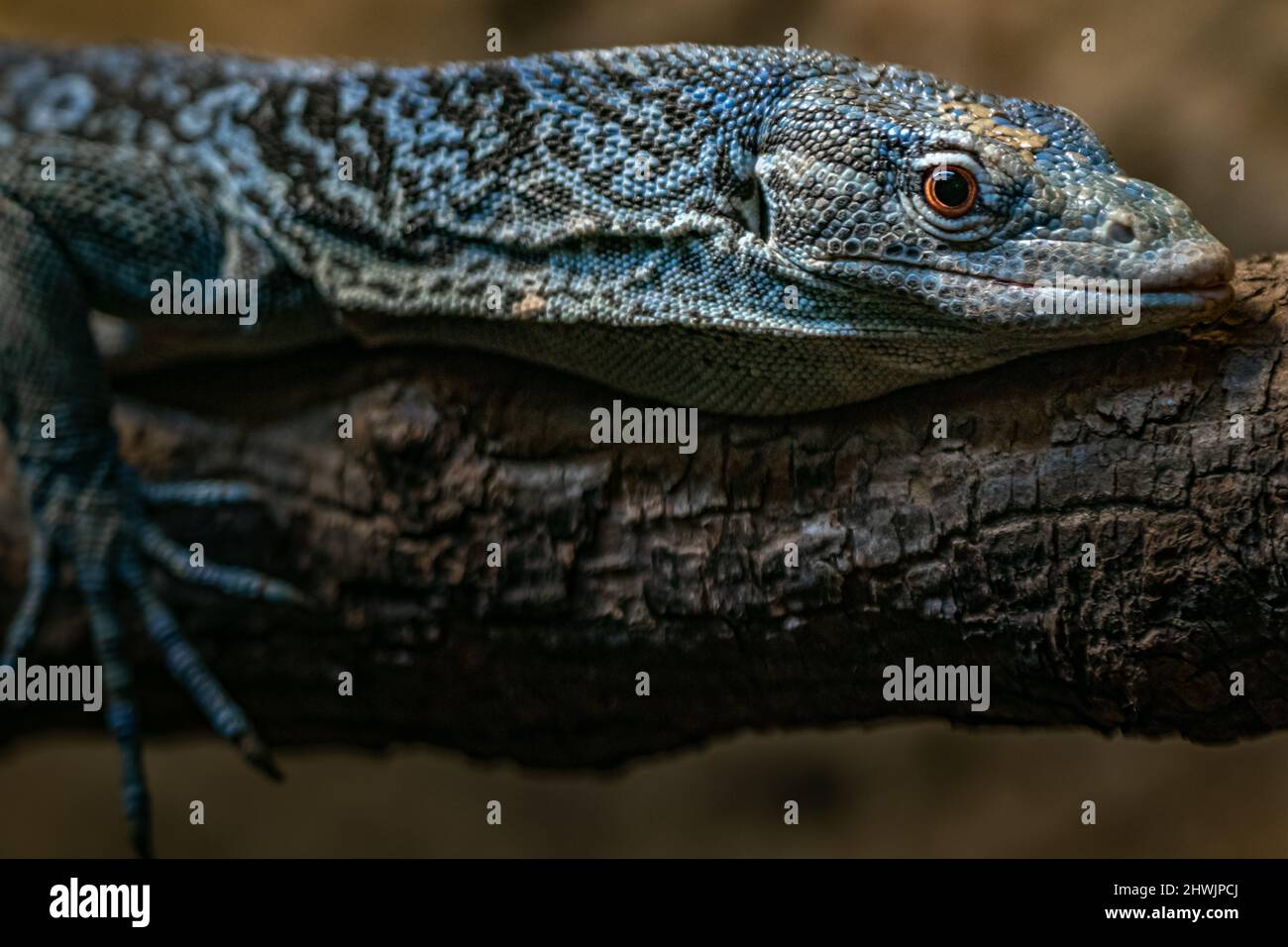 Baby monitor lizard hi-res stock photography and images - Alamy