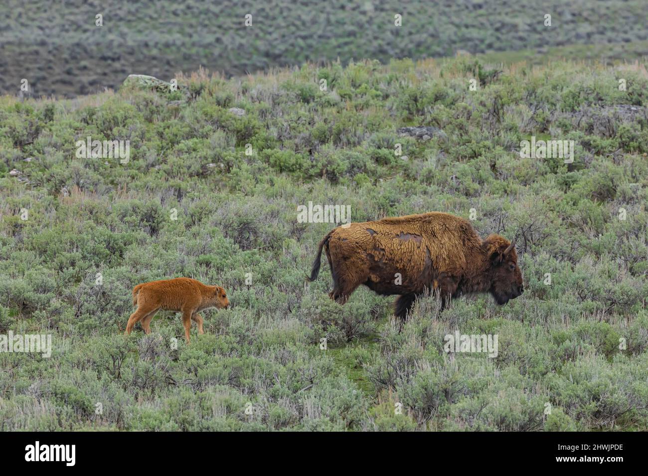 Bison, Bison bison, including young "red dog" in the herd in Lamar ...