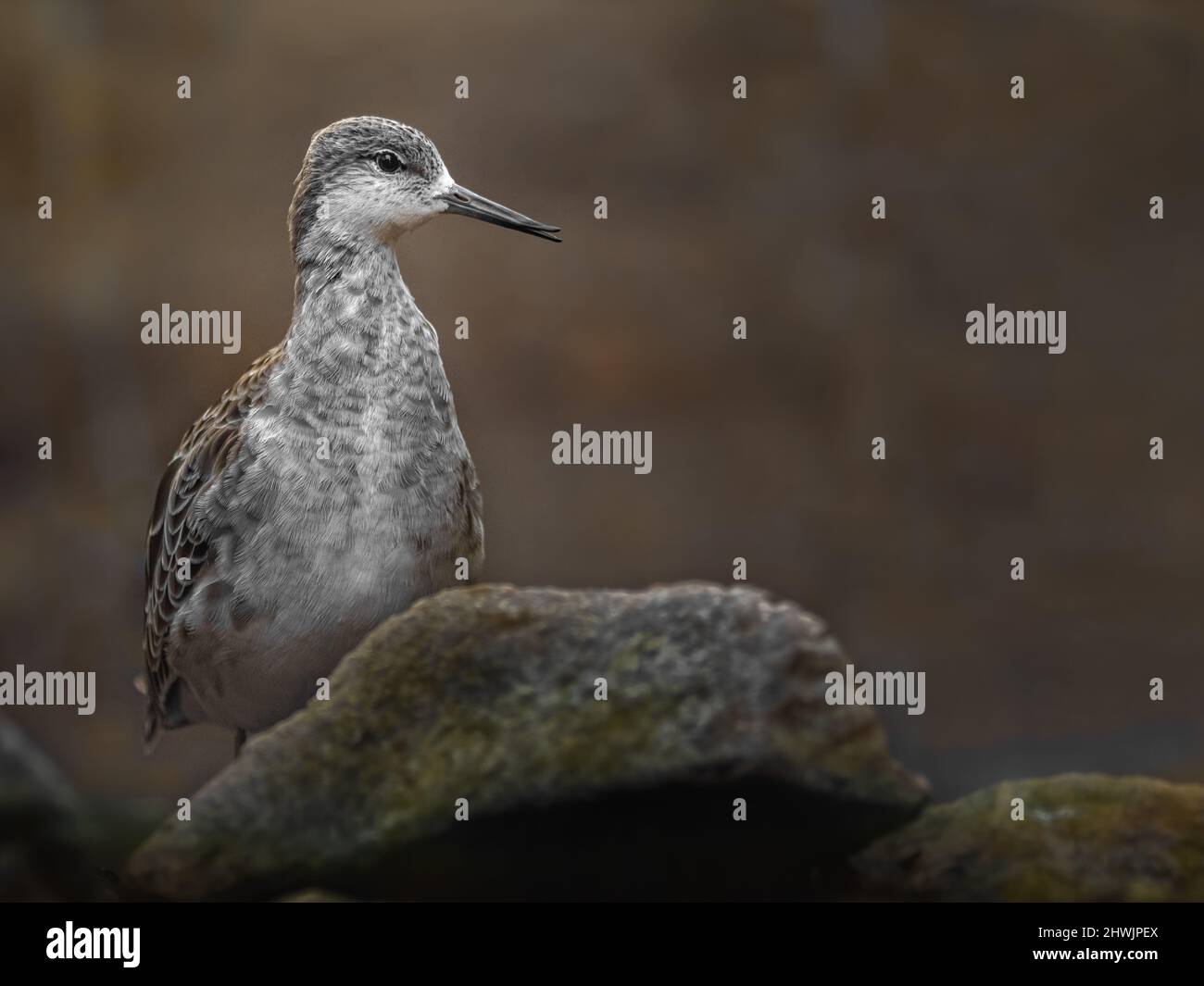 The ruff garden hi-res stock photography and images - Alamy