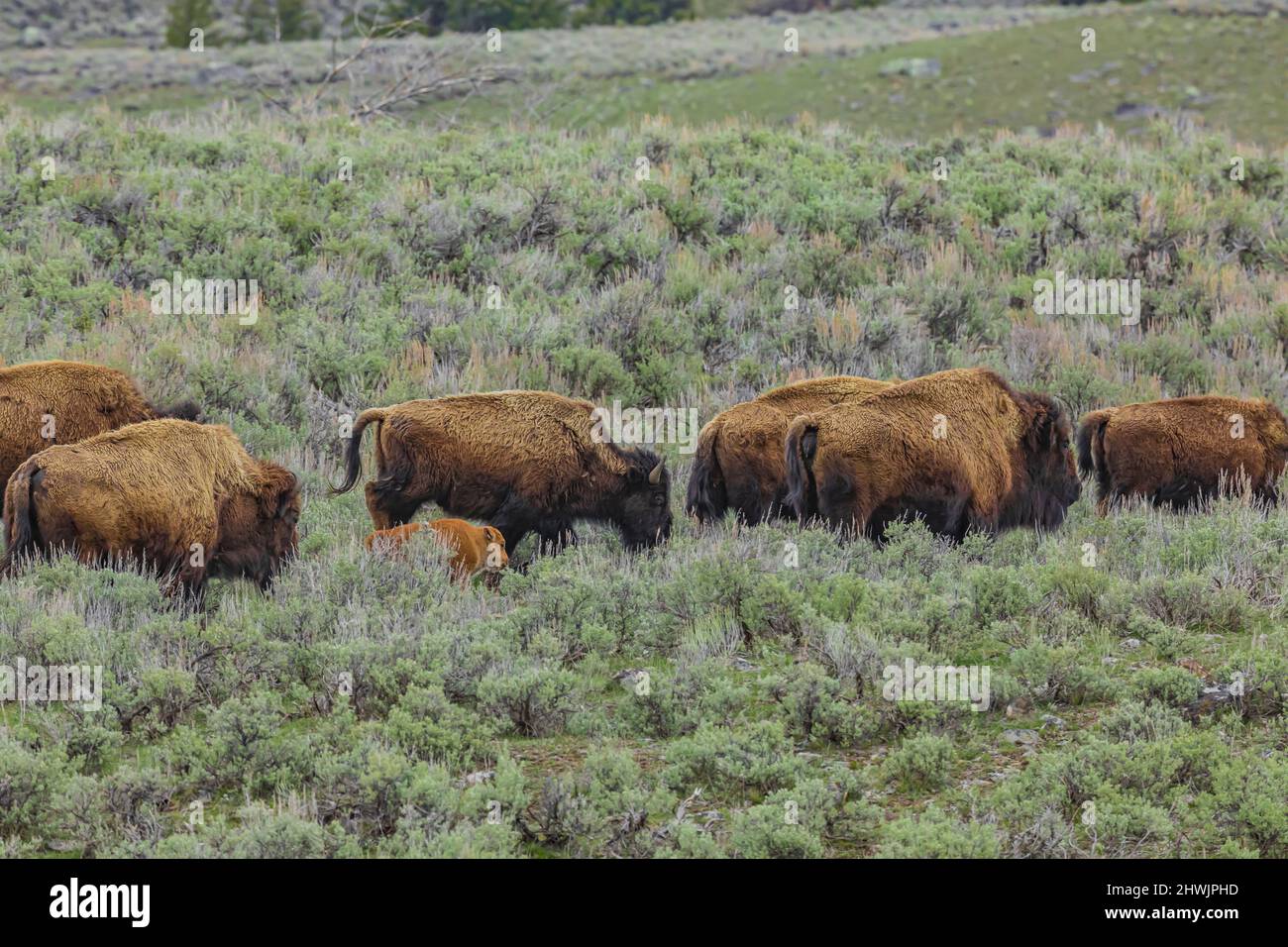 Bison, Bison bison, including young "red dog" in the herd in Lamar ...