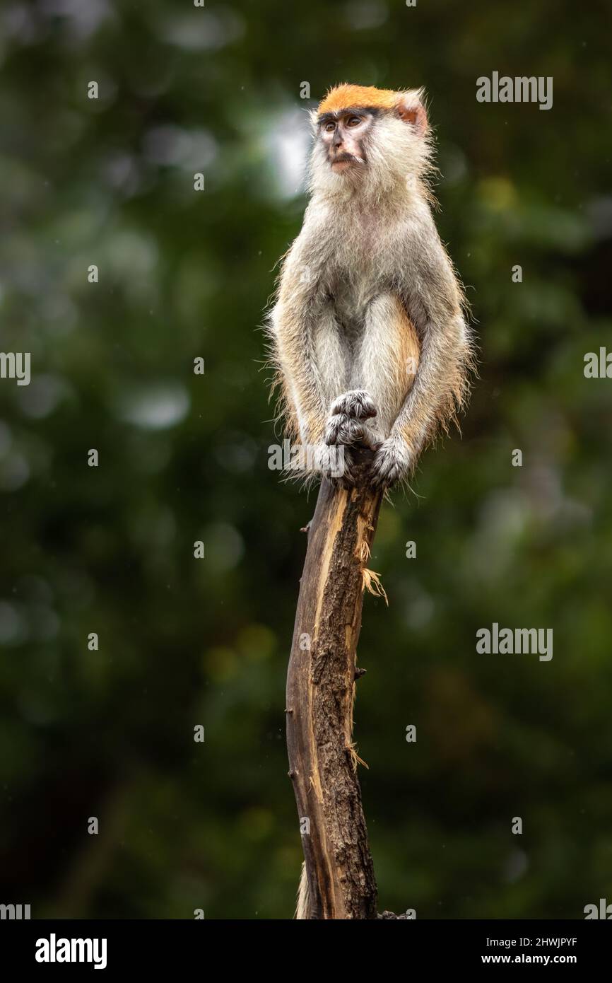 Green guenon hi-res stock photography and images - Alamy