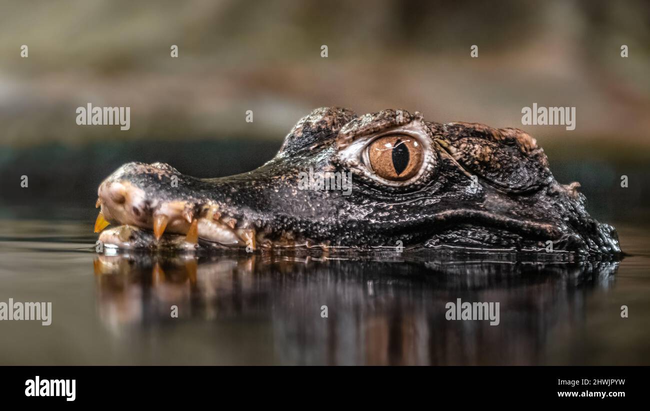 Cuvier’s dwarf caiman hi-res stock photography and images - Alamy