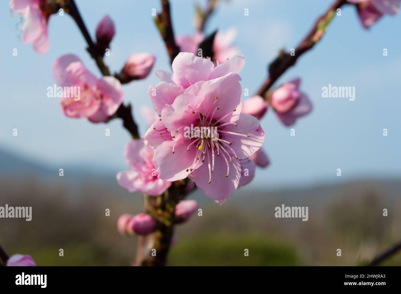 Peach spring blossom hi-res stock photography and images - Alamy
