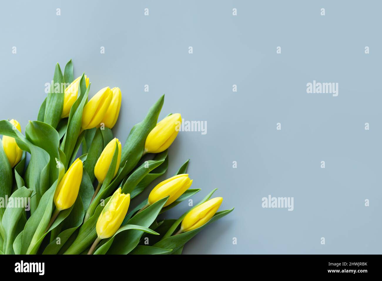 View from above yellow tulips on gray background. Mockup for womens day ...