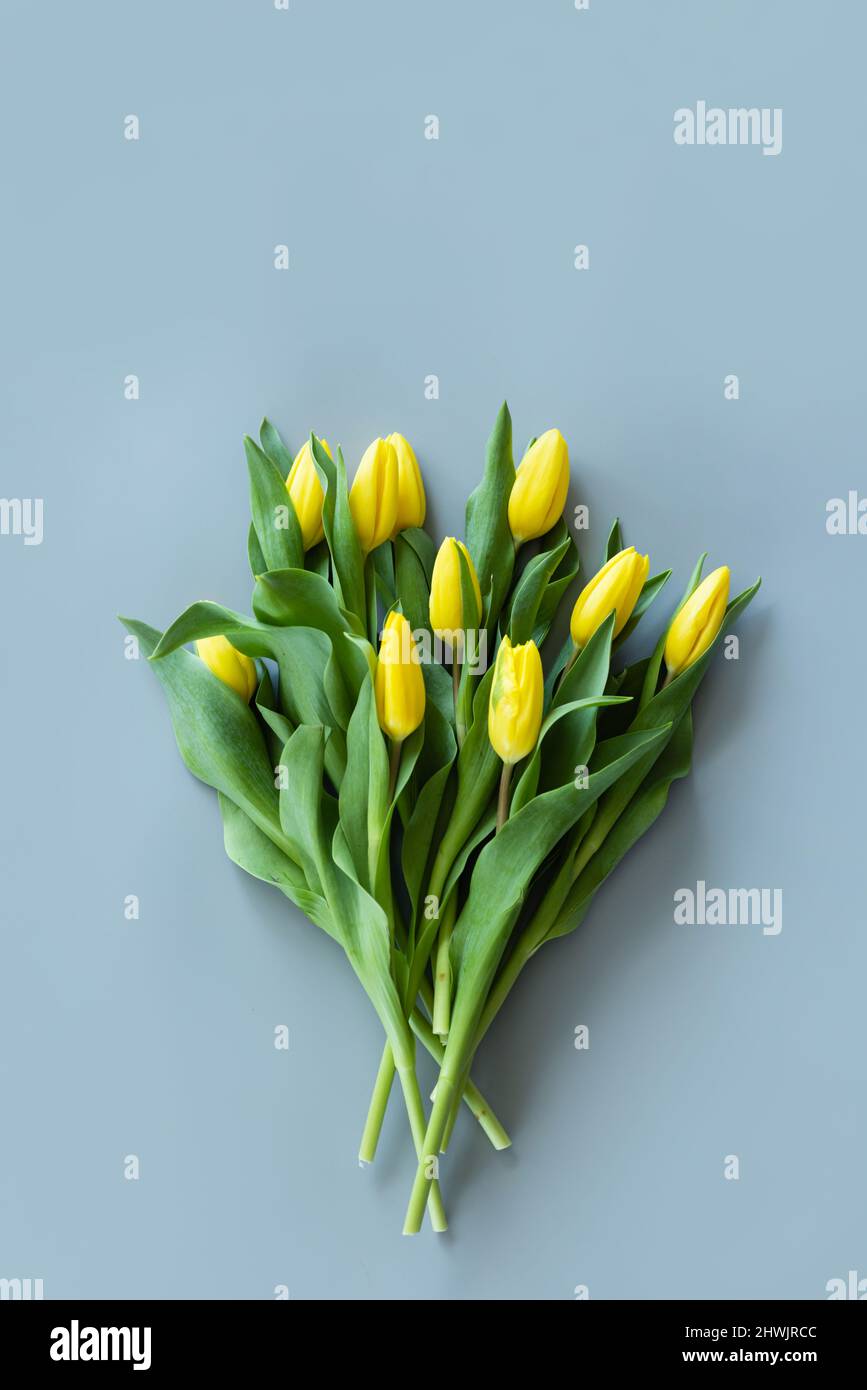 View from above yellow tulips on gray background. Mockup for womens day ...