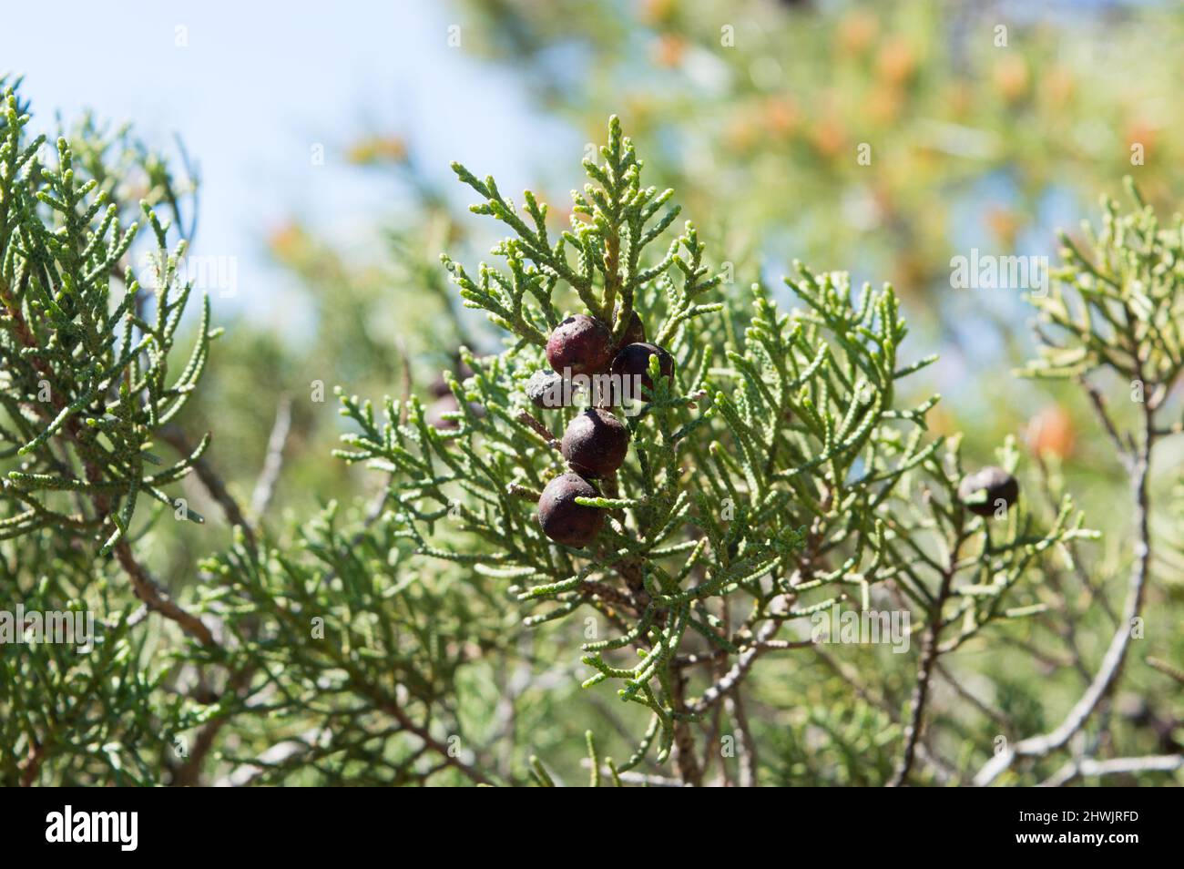 Mediterranean shrub Juniperus phoenicea known as Phoenicean juniper or ...