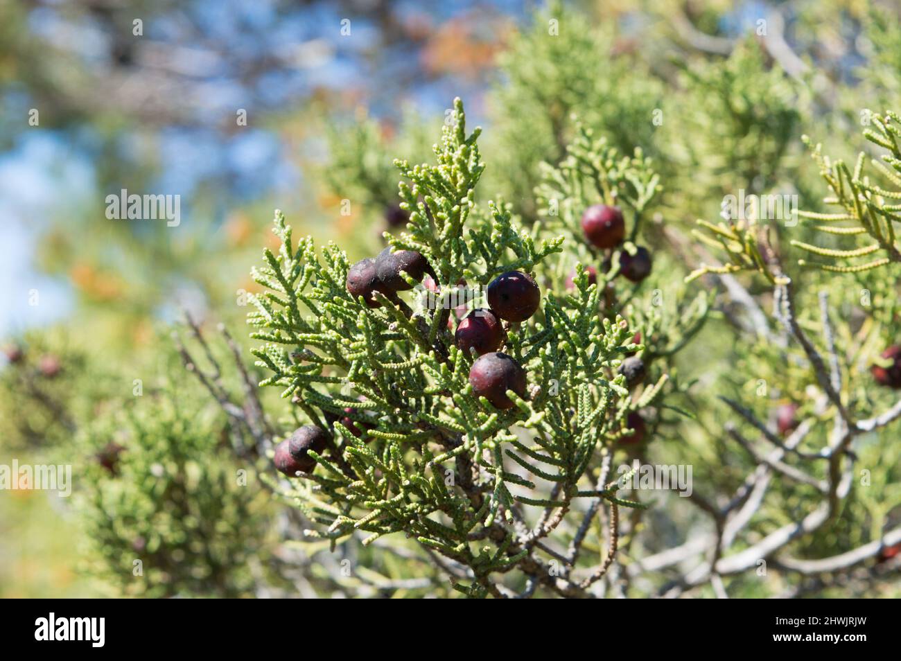 Mediterranean shrub Juniperus phoenicea known as Phoenicean juniper or ...