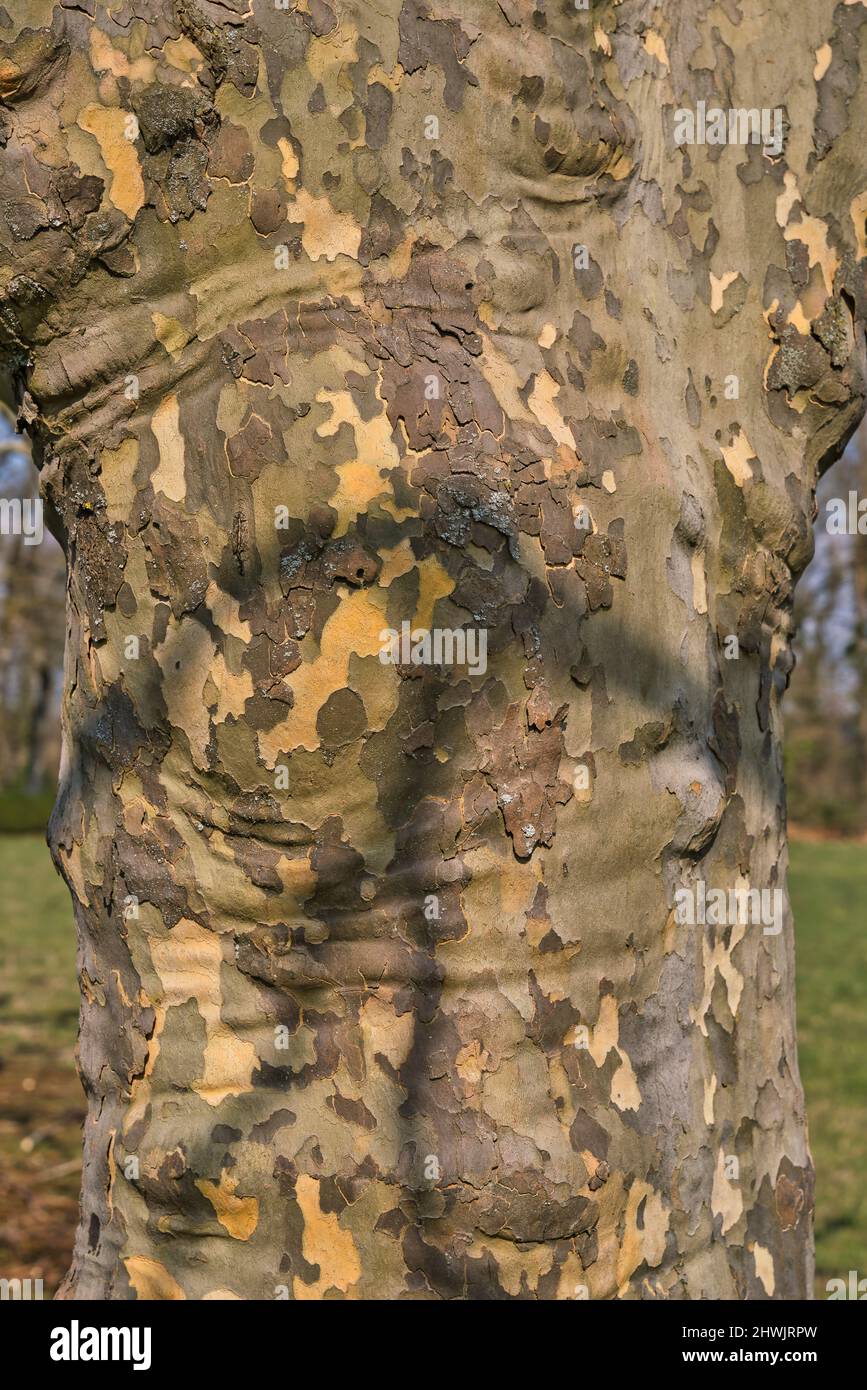 image of a platan tree bark texture Stock Photo - Alamy