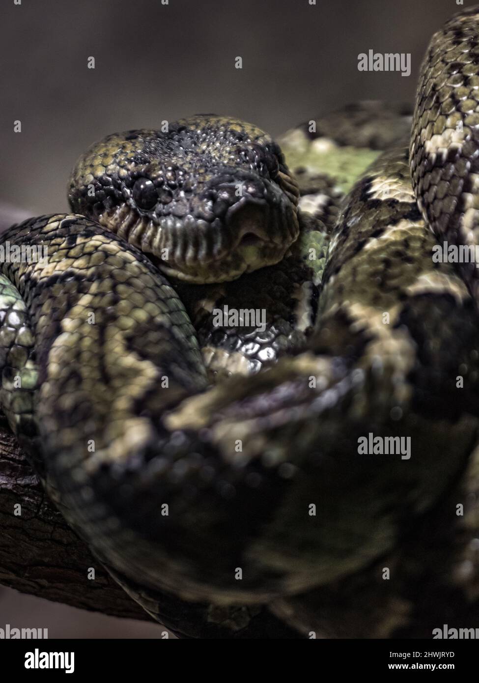 Toxic bite hi-res stock photography and images - Alamy