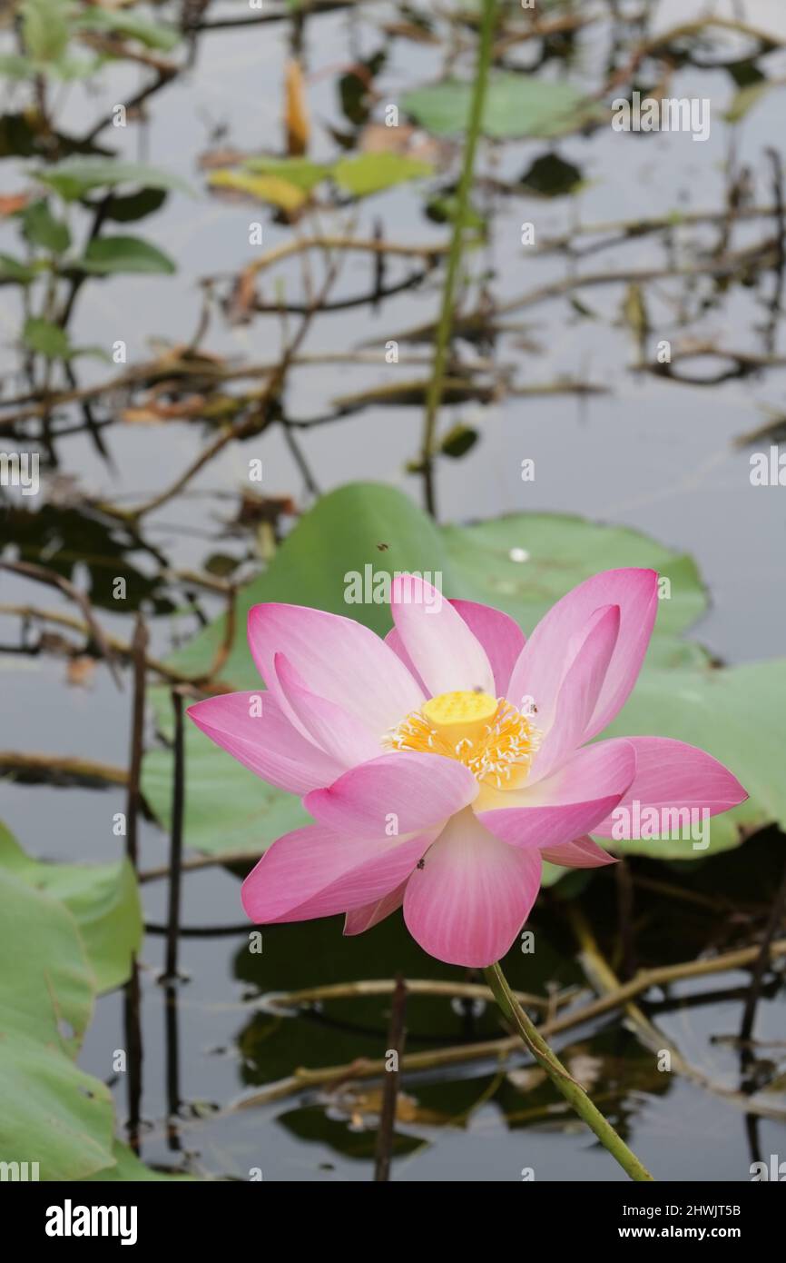 The big lotus is a food source for many insects. and is a Buddhist ...