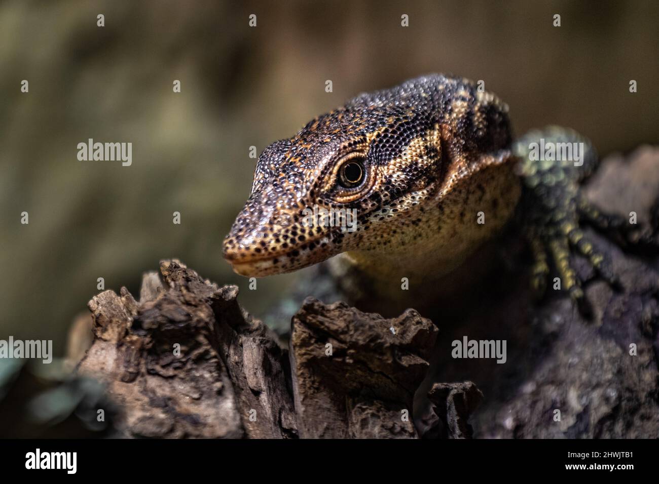 Baby monitor lizard hi-res stock photography and images - Alamy