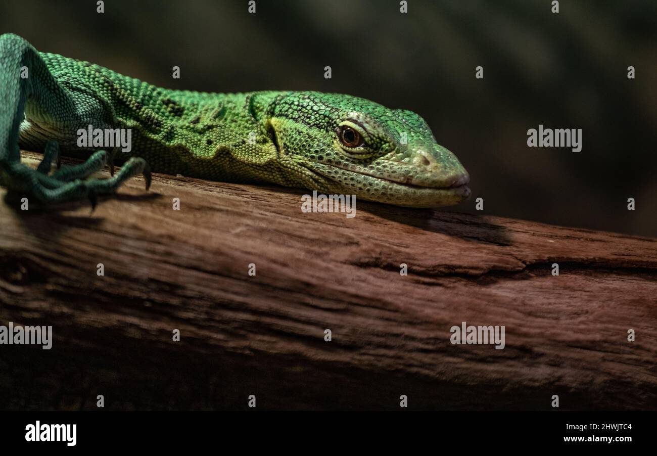 Baby monitor lizard hi-res stock photography and images - Alamy