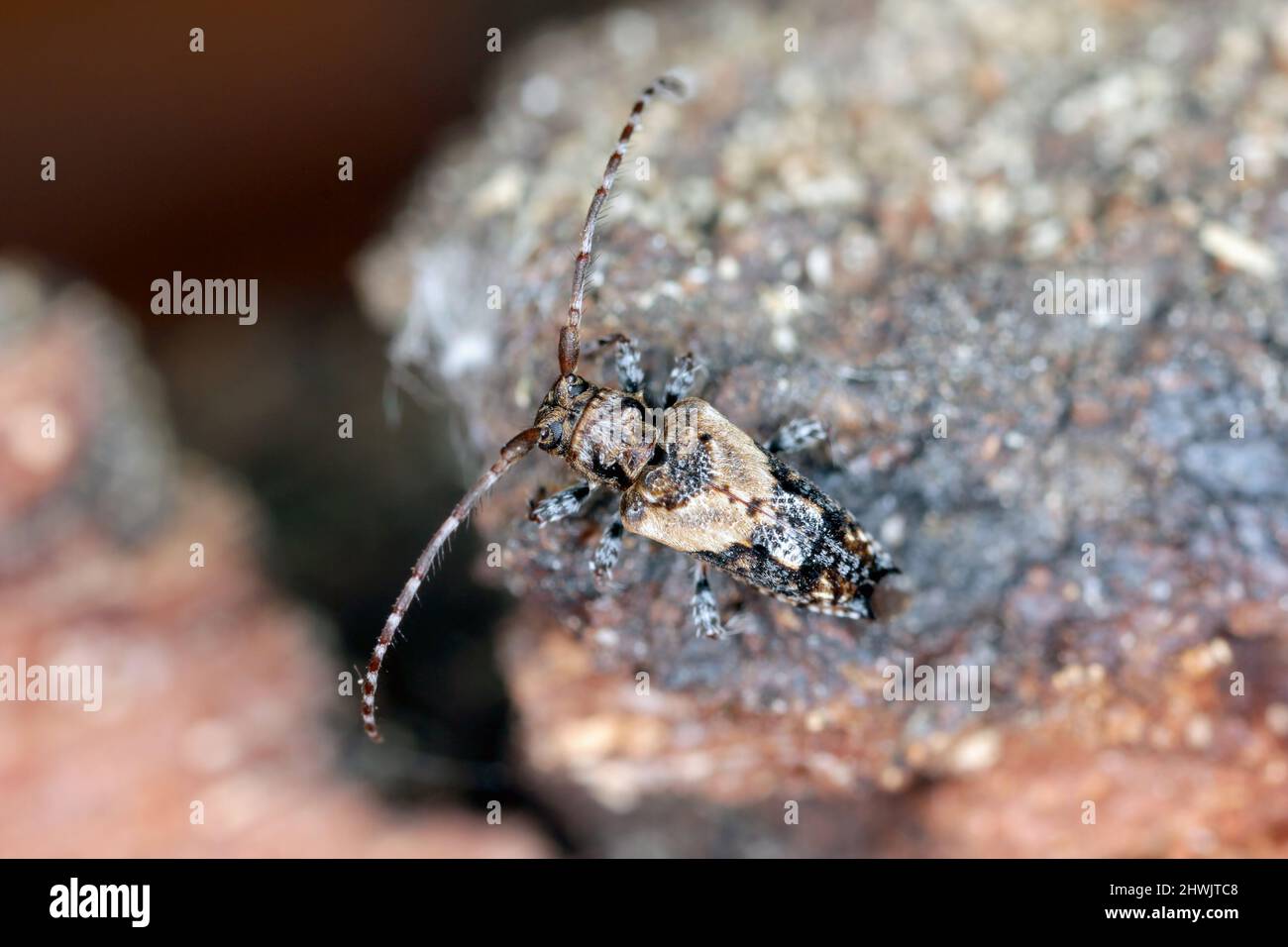 Lesser thorn-tipped longhorn beetle (Pogonocherus hispidus). Small ...