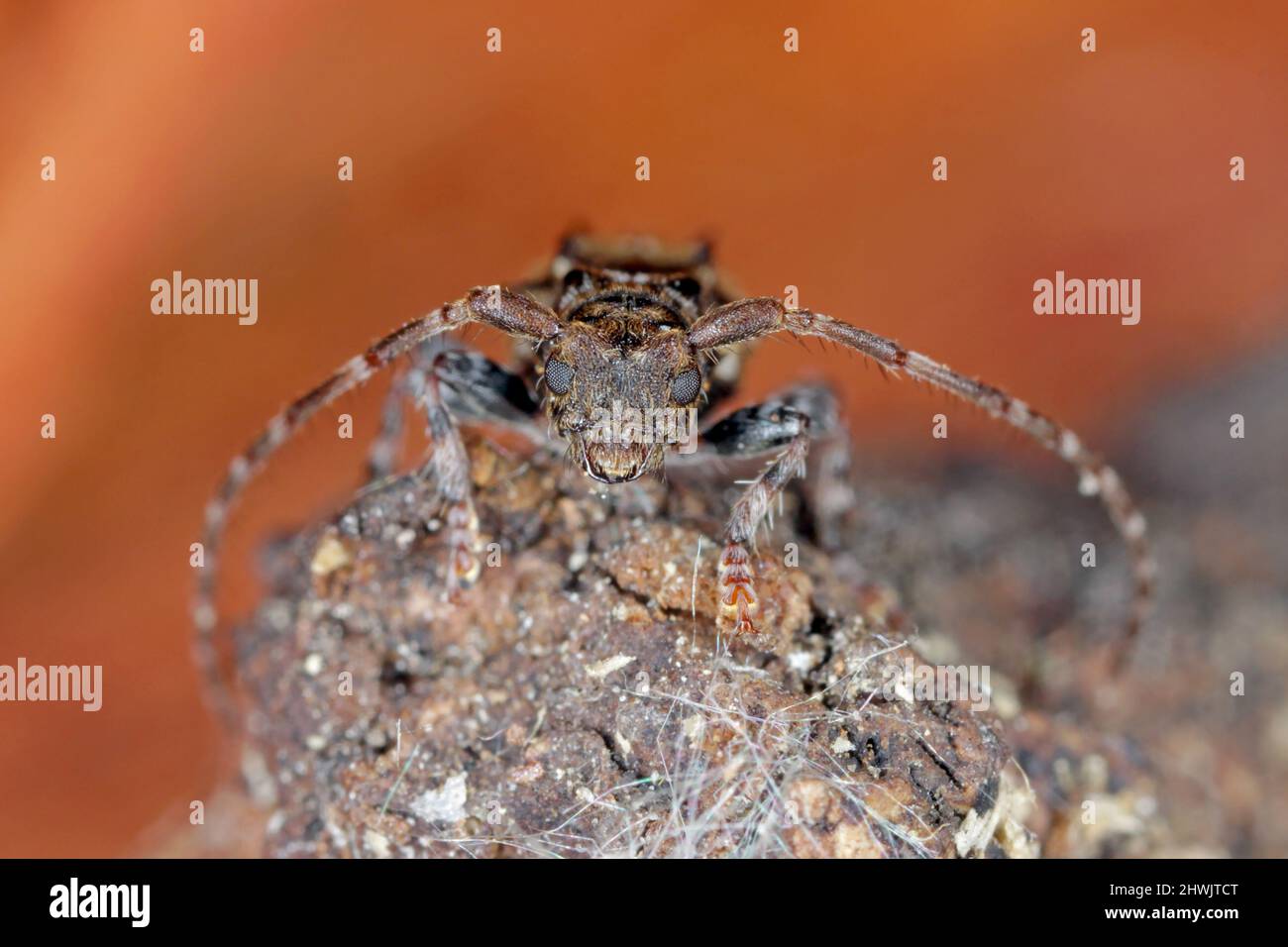 Lesser thorn-tipped longhorn beetle (Pogonocherus hispidus). Small ...