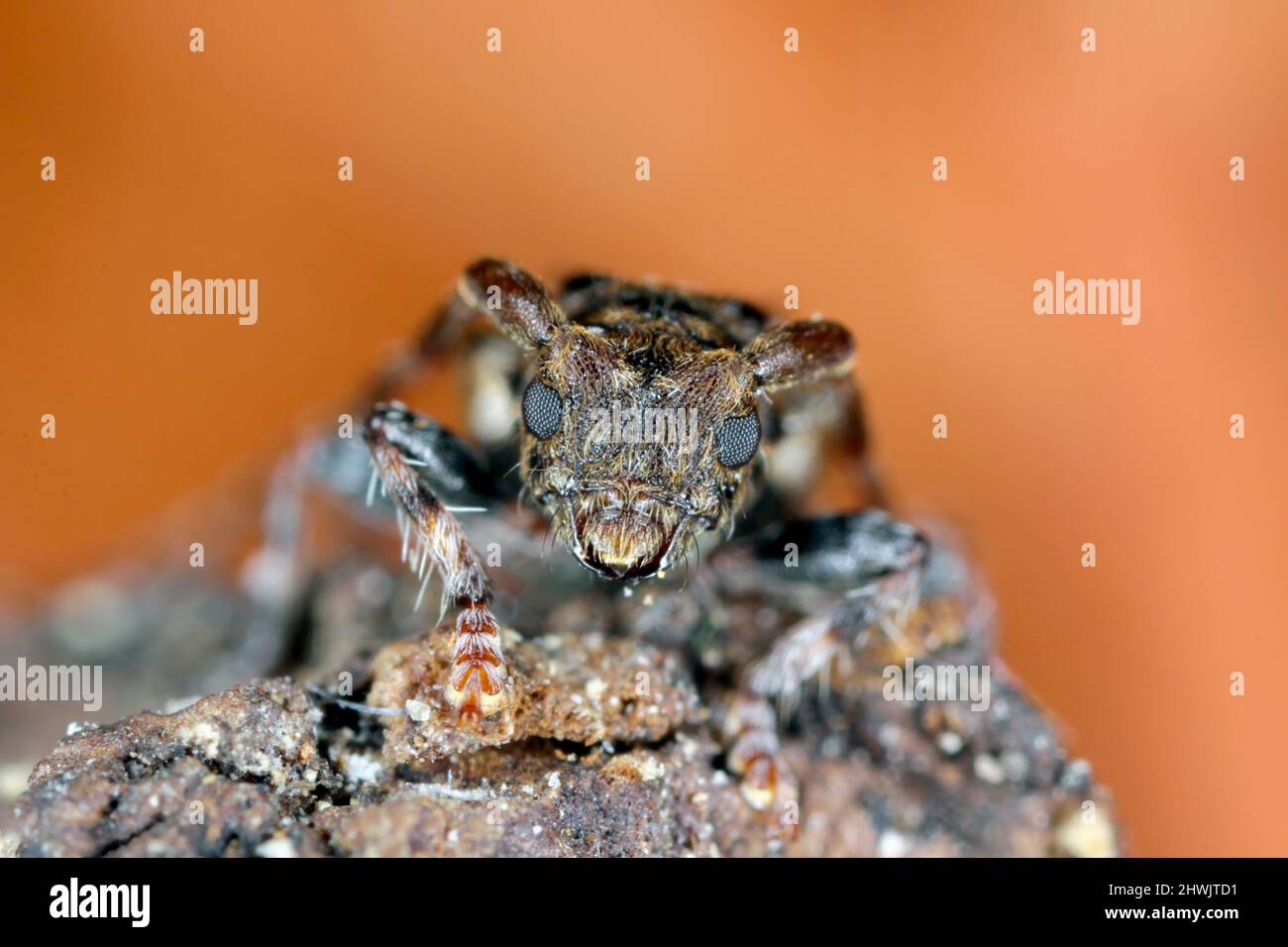 Lesser thorn-tipped longhorn beetle (Pogonocherus hispidus). Small ...