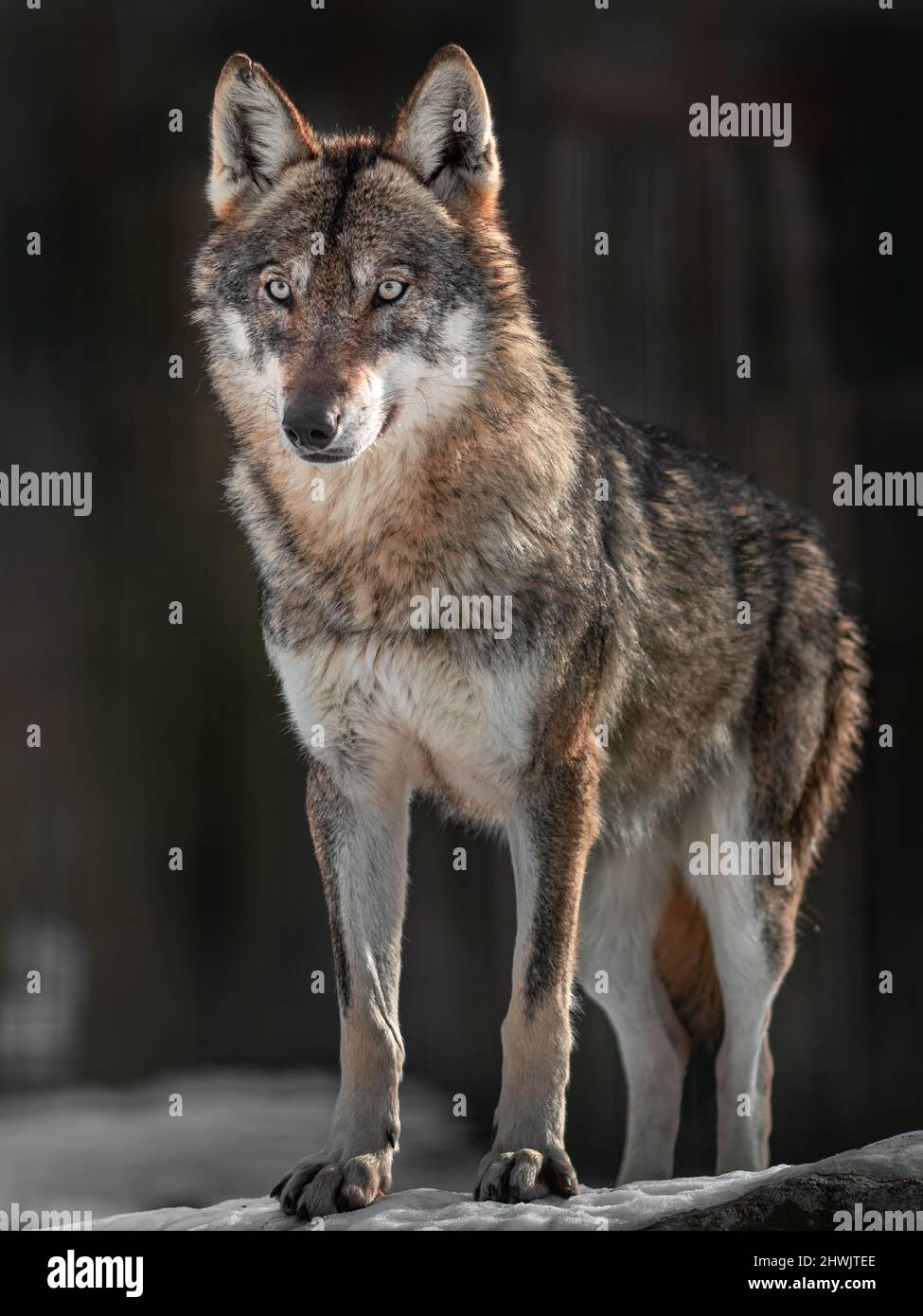 Eurasian wolf howling hi-res stock photography and images - Alamy