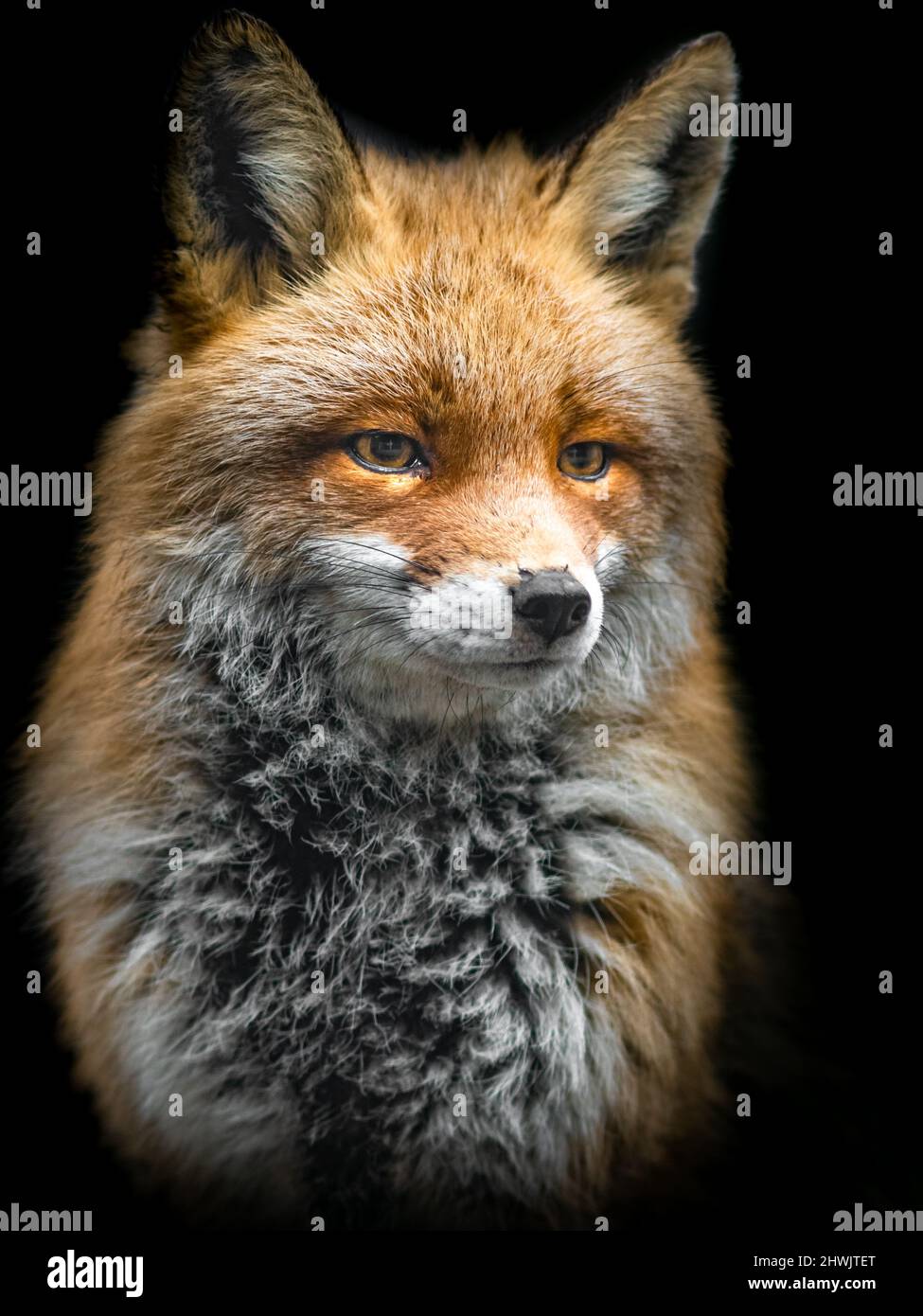 Red fox head image hi-res stock photography and images - Alamy