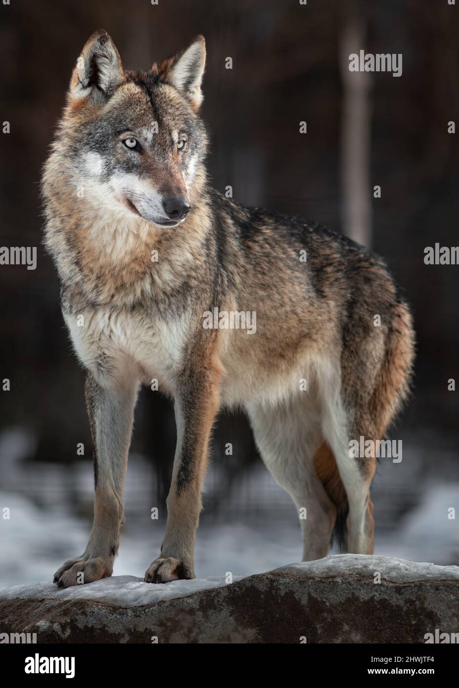 Eurasian wolf pack hi-res stock photography and images - Alamy