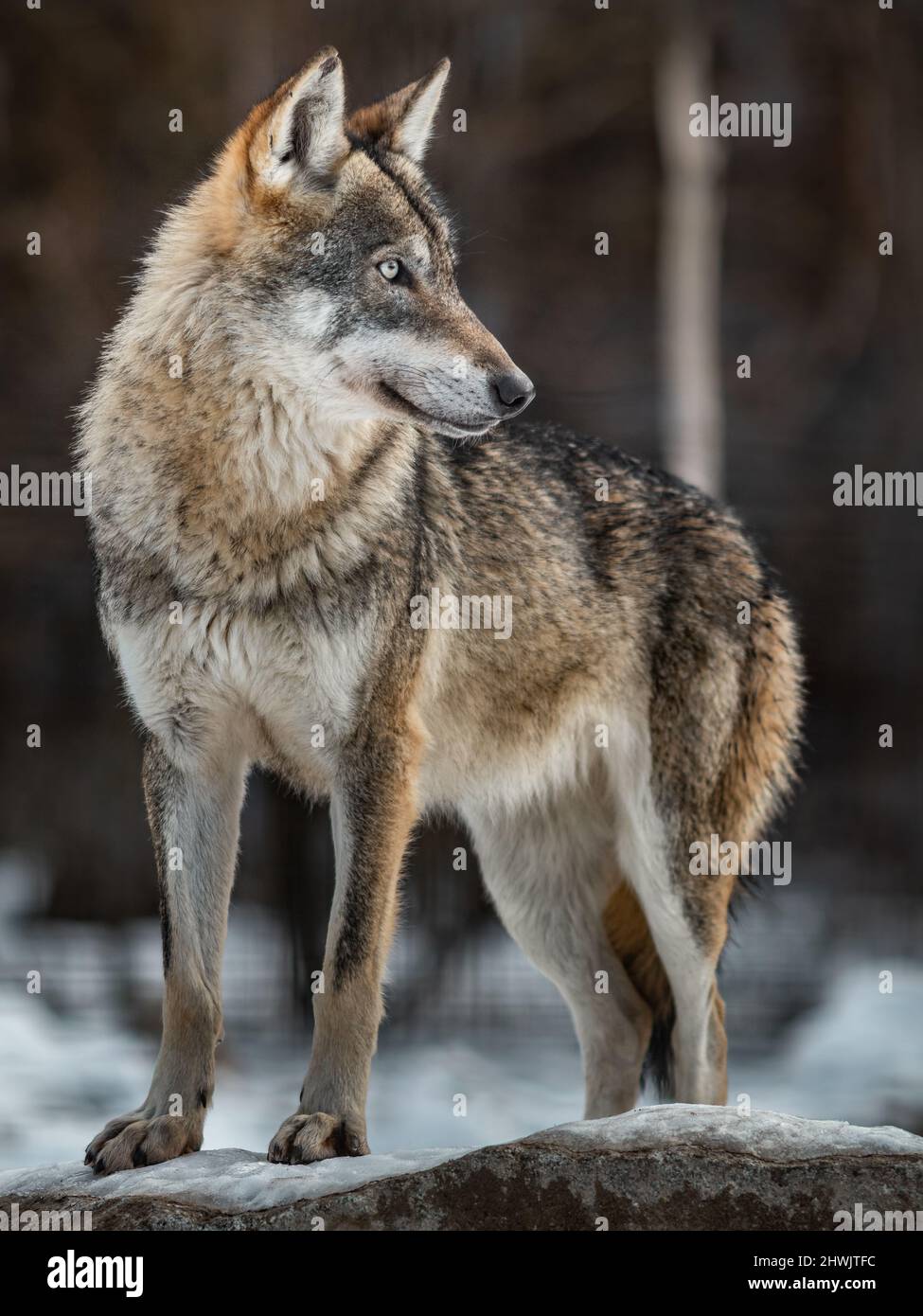 Grey Wolf Howling High Resolution Stock Photography and Images - Alamy