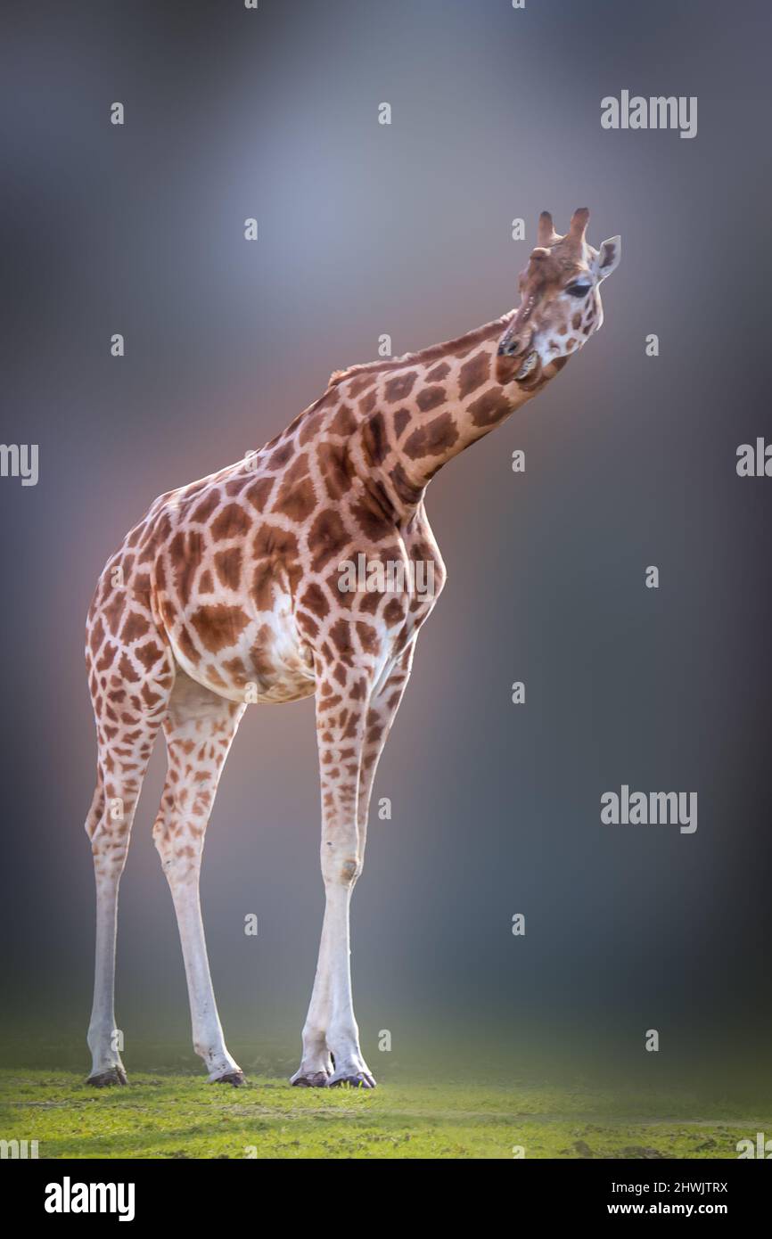 Tall portrait hi-res stock photography and images - Alamy