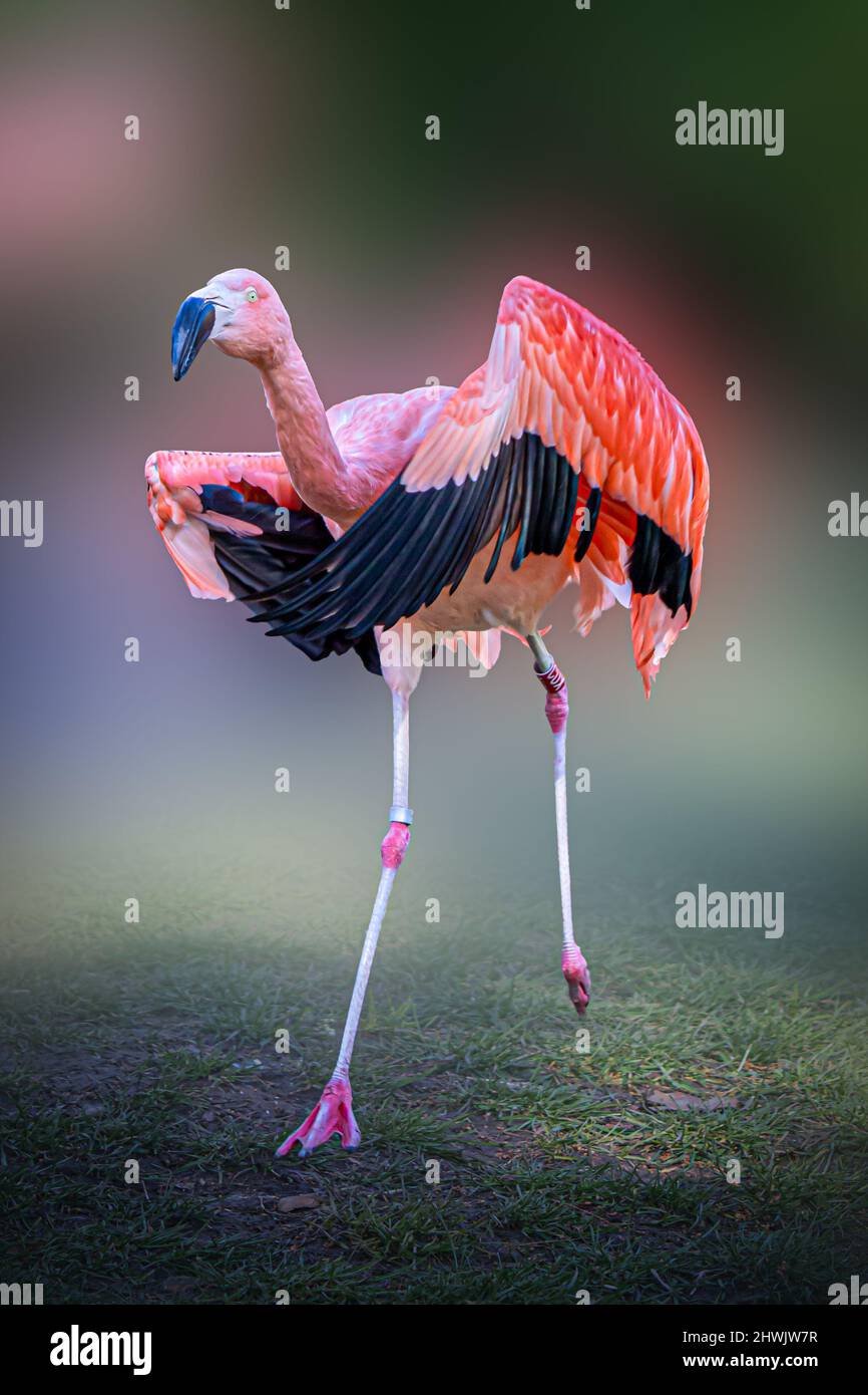 artistic portrait of a standing flamingo Stock Photo - Alamy