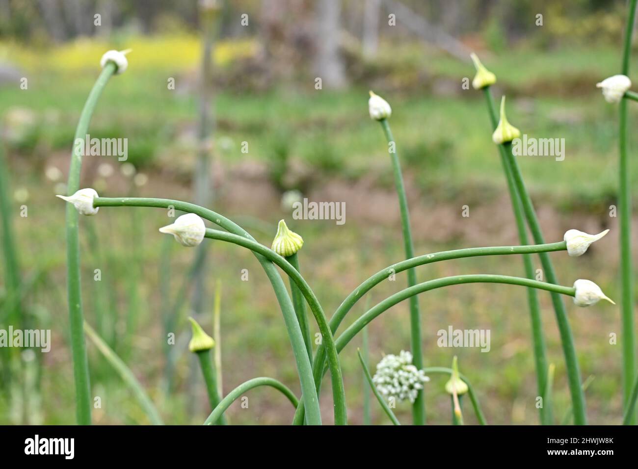 closeup the bunch ripe green onion plants with seeds growing in the ...