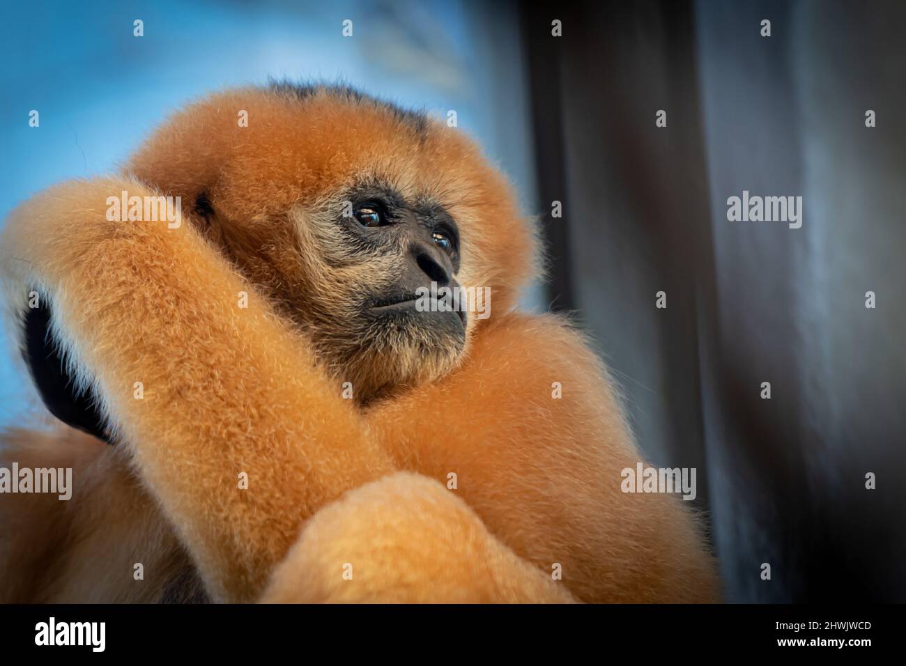 Gibbon head hi-res stock photography and images - Alamy