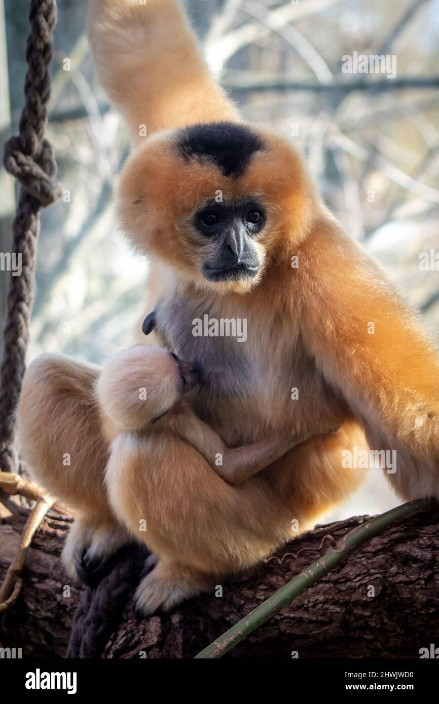Cute Baby Gibbon